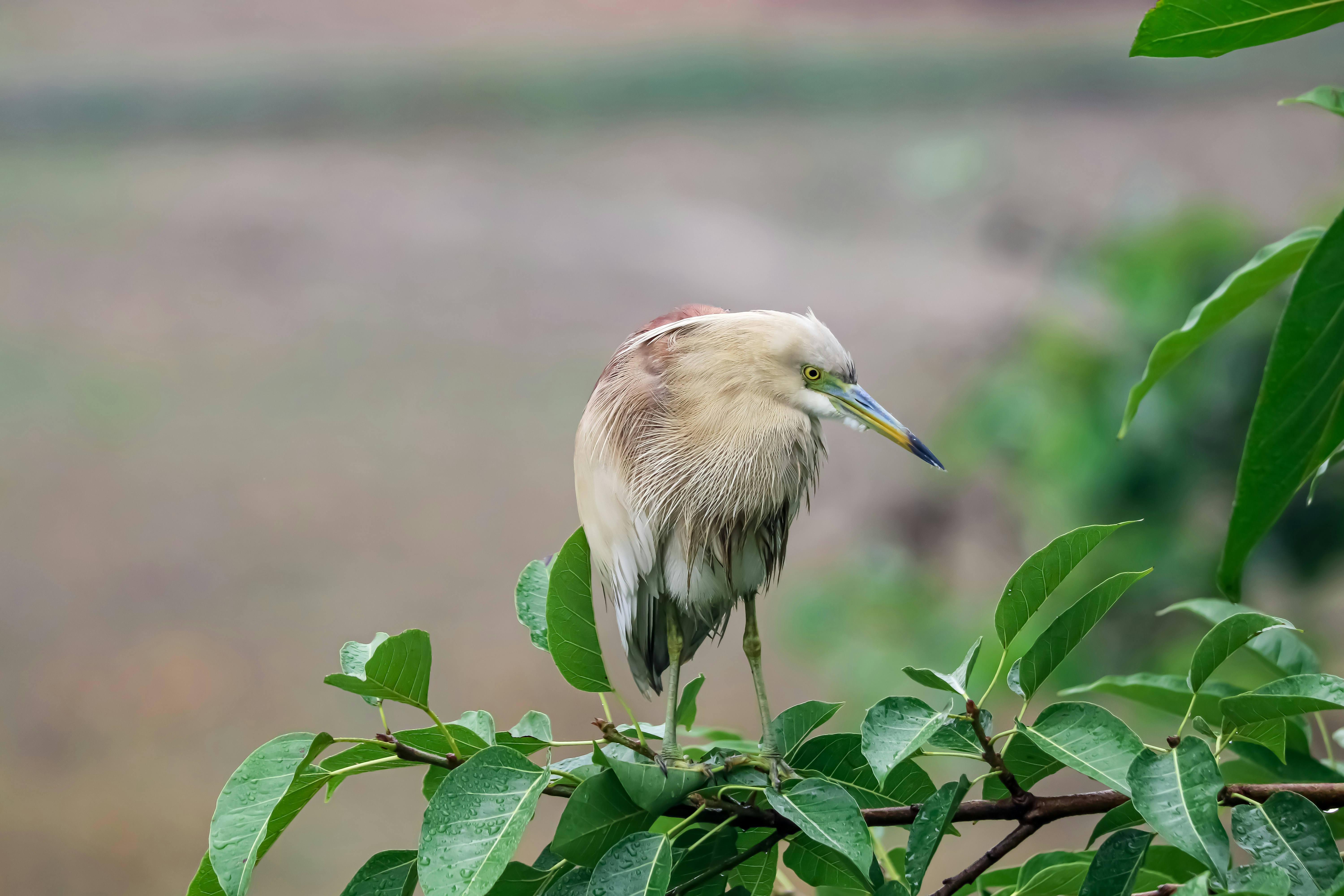 a bird perched on top of a tree branch