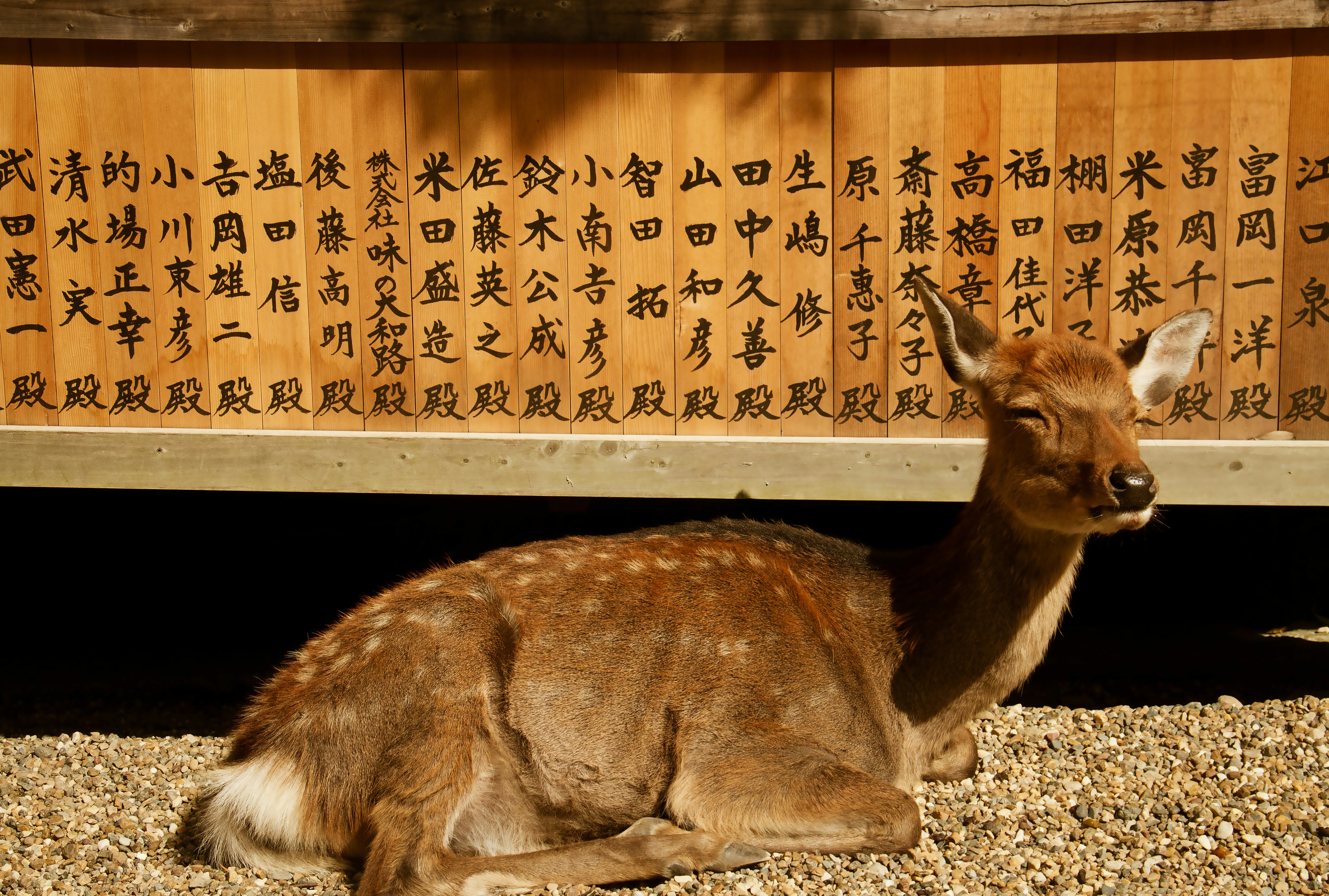 A tranquil deer resting on gravel, framed by a wooden wall adorned with intricate inscriptions.