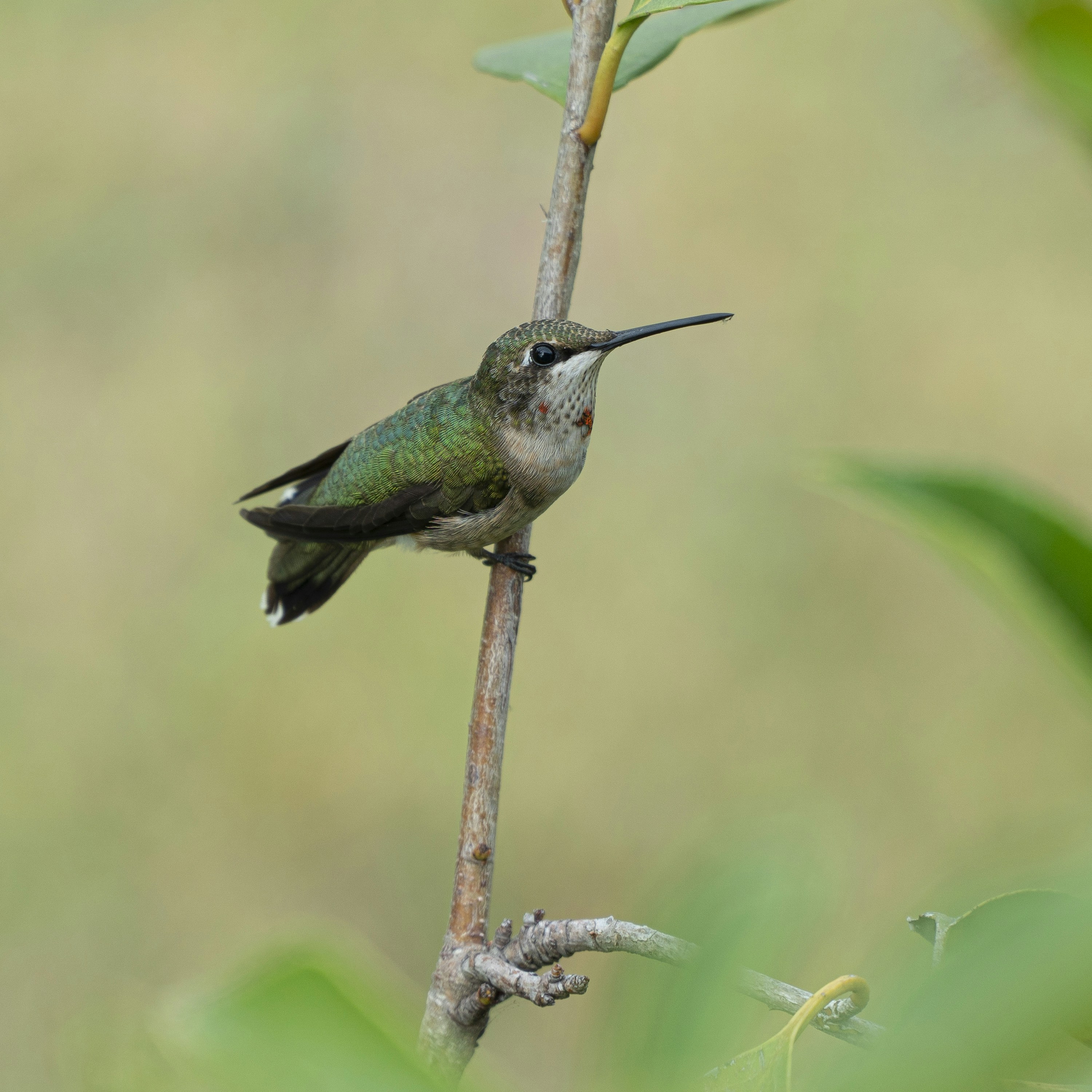 A hummingbird perches on a twig photo – Free Hummingbird Image on Unsplash