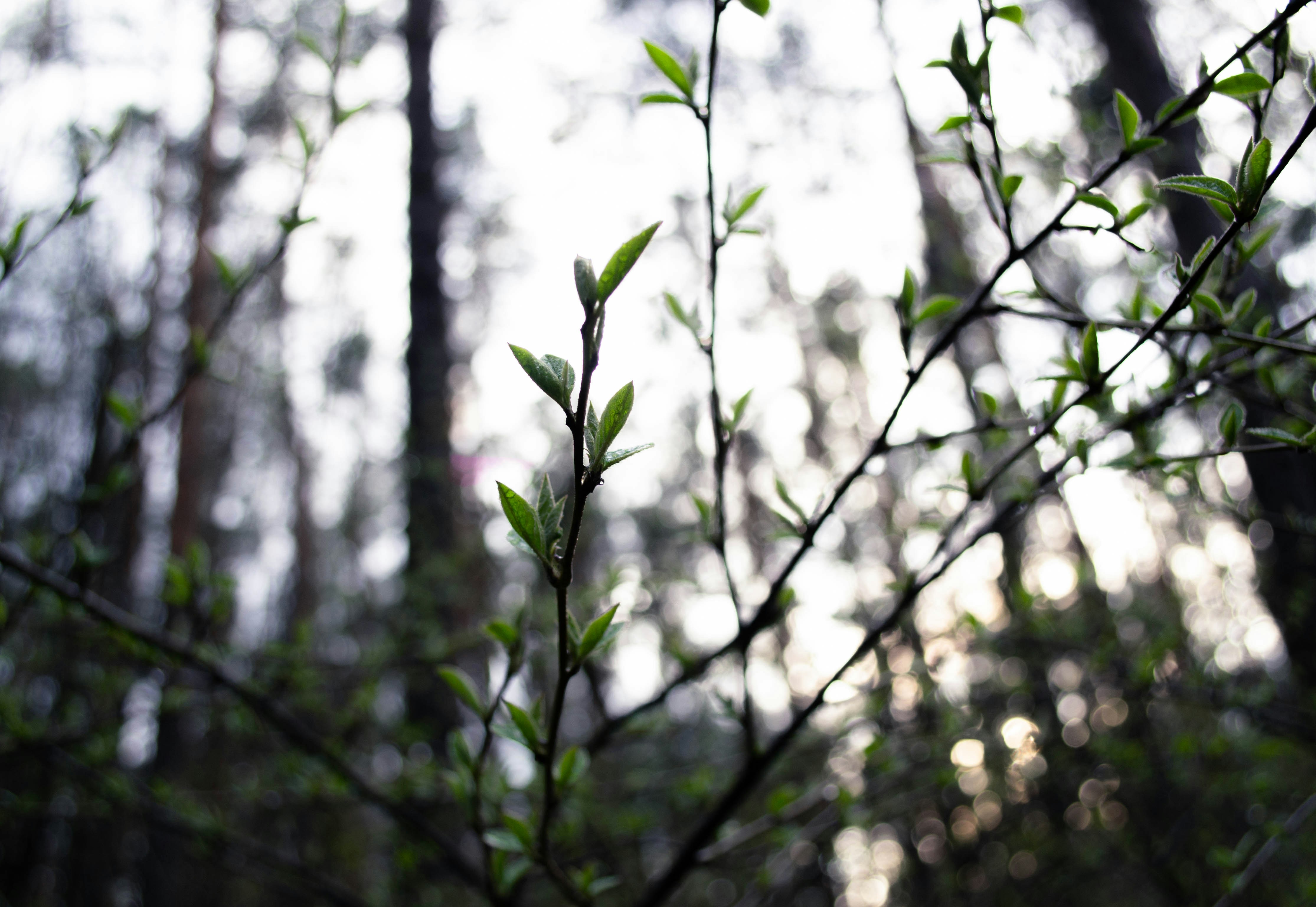 Delicate green buds sprouting on a slender branch, set against a softly blurred forest backdrop. The interplay of light and shadow enhances the scene's tranquil ambiance.