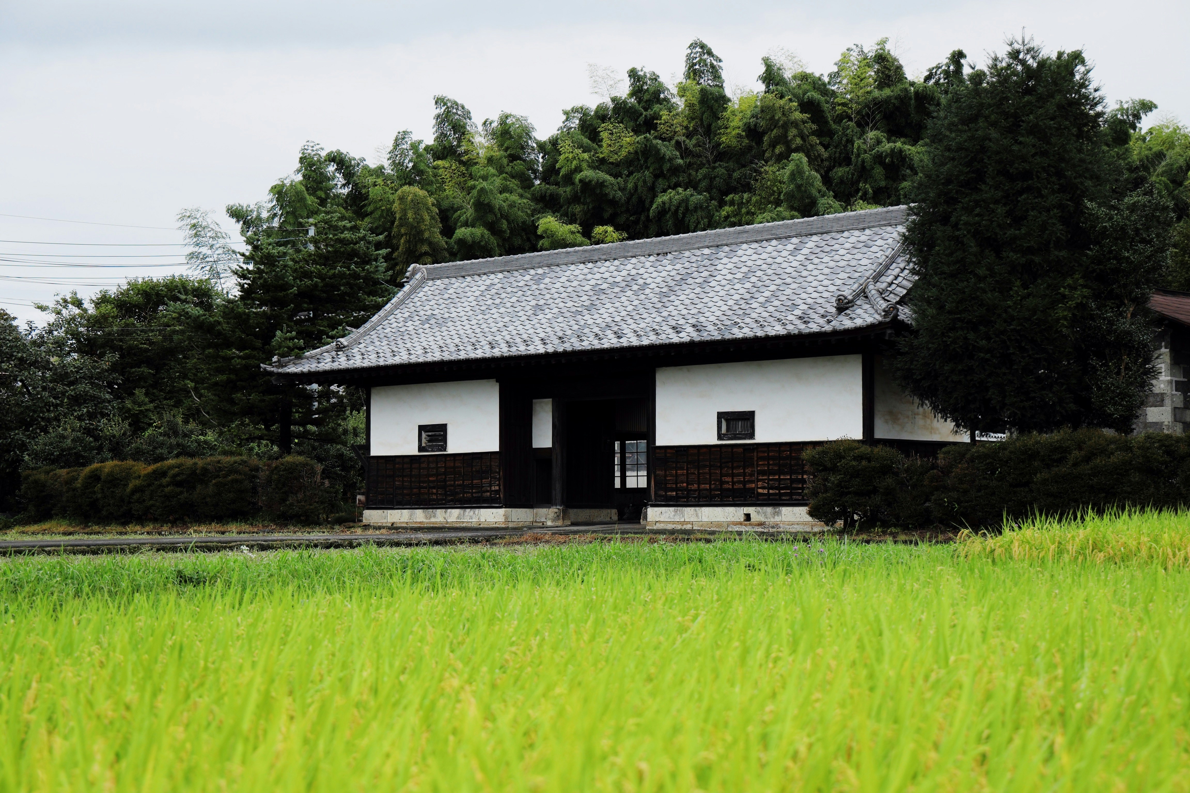 Stone-White Cottage Standing Guard Over Rippling Rice