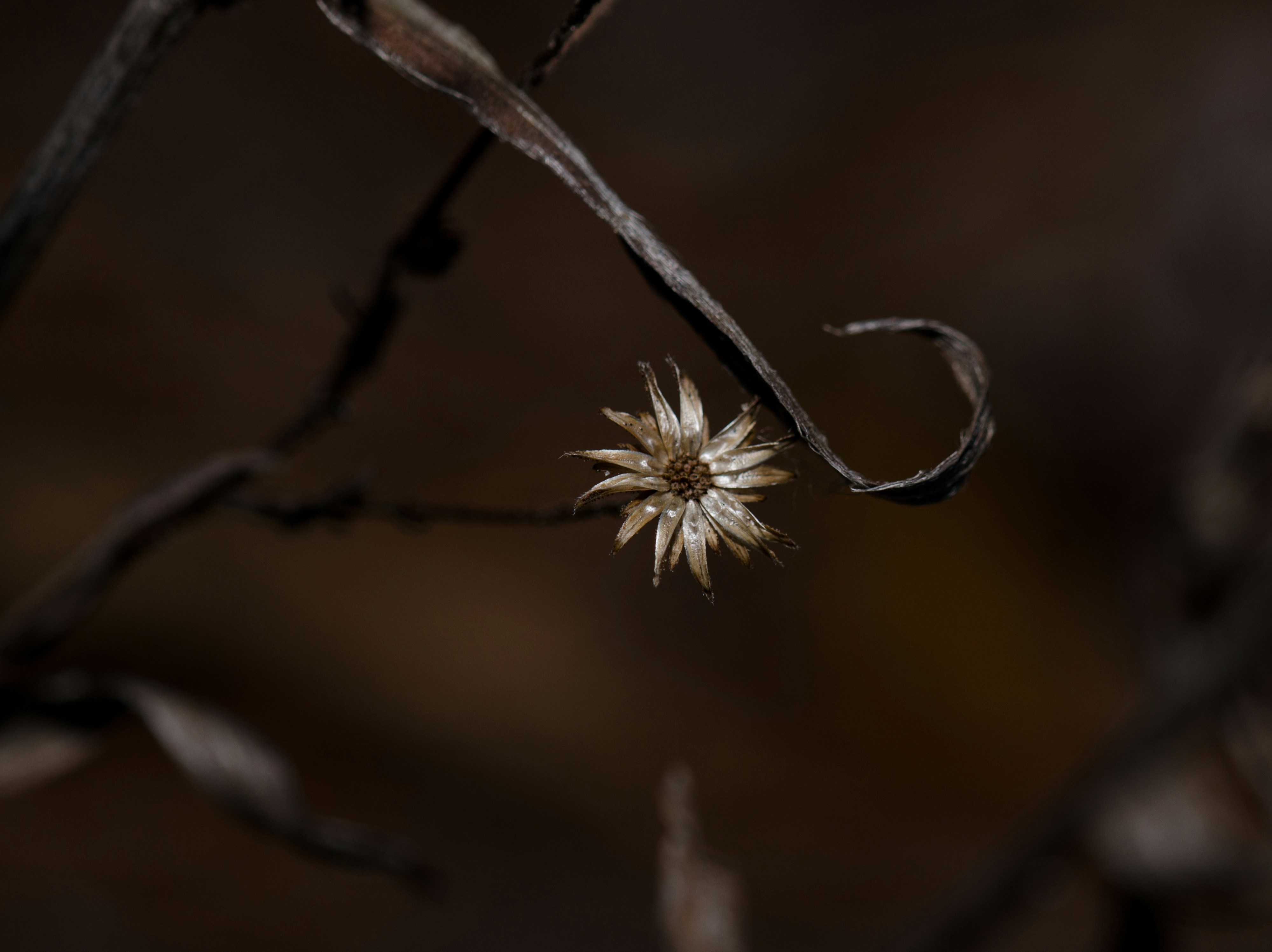 Sparse Bloom: A Fragrant Dewdrop Seed in a Twilight Tangle