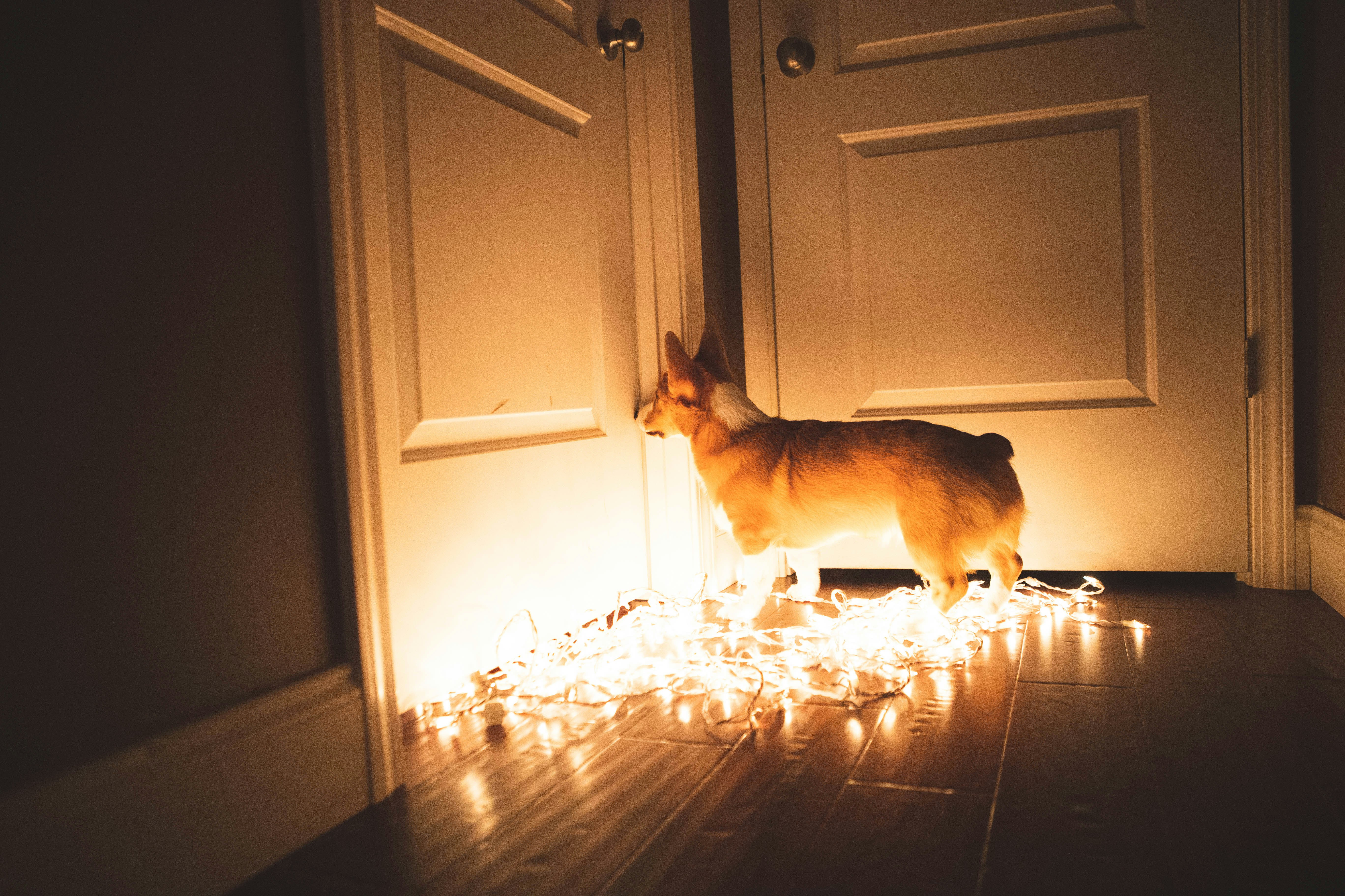 A corgi stands alert by a closed door, surrounded by a warm glow of fairy lights on the floor. The scene captures a moment of curiosity and anticipation.