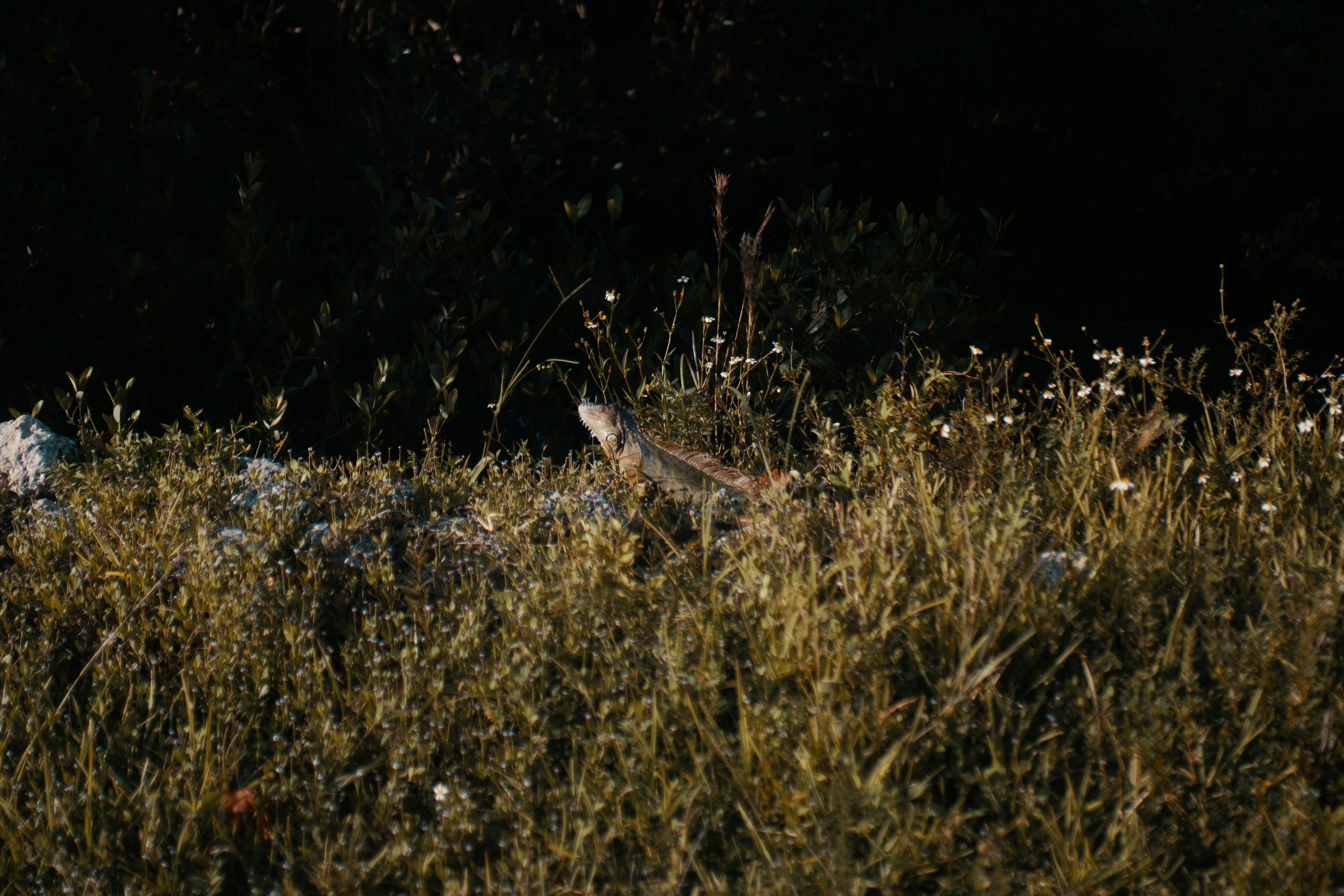 Nocturnal Watch: A lone bird in a moonlit meadow of wildflowers