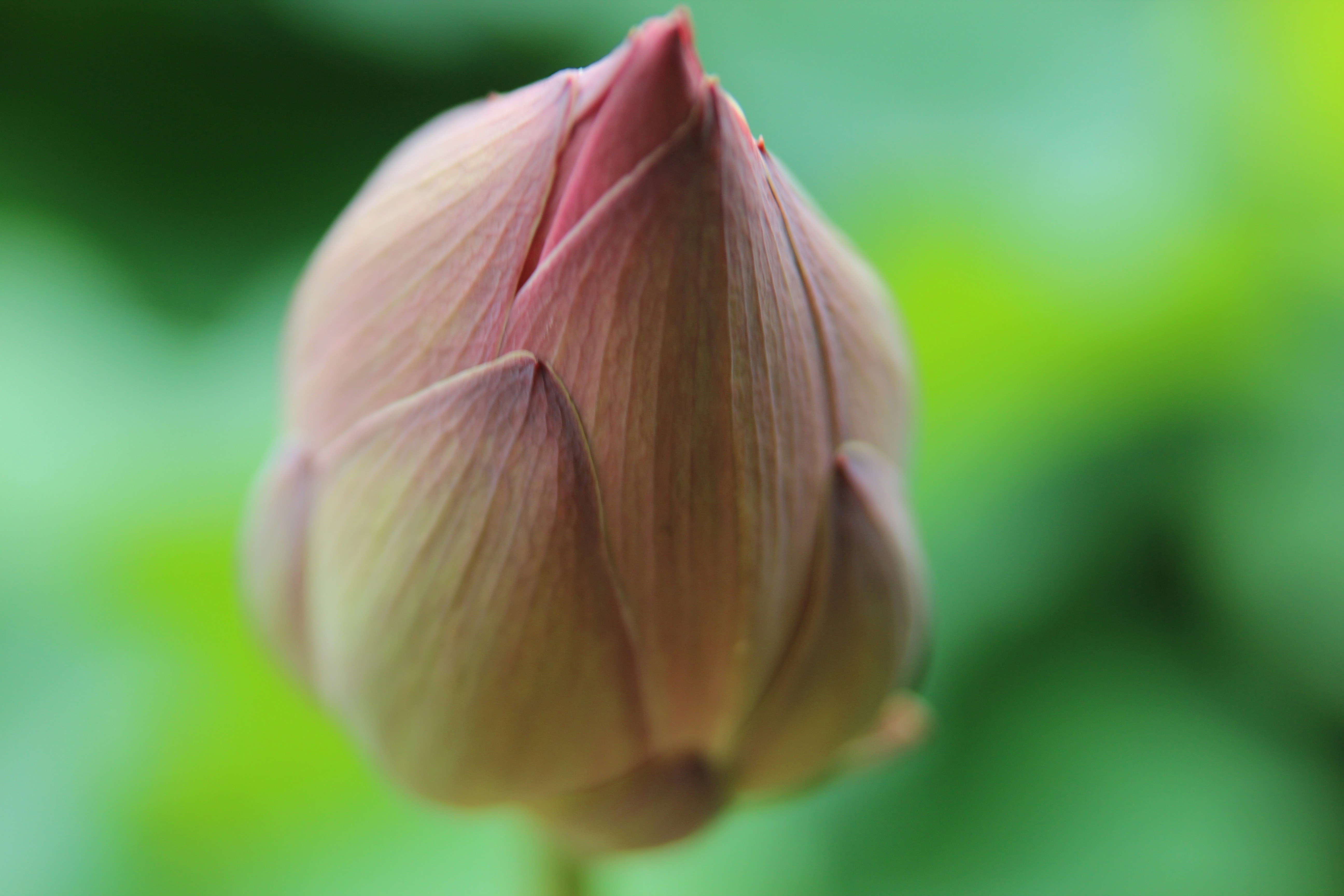 Close-up of a pink lotus bud against a softly blurred green background.