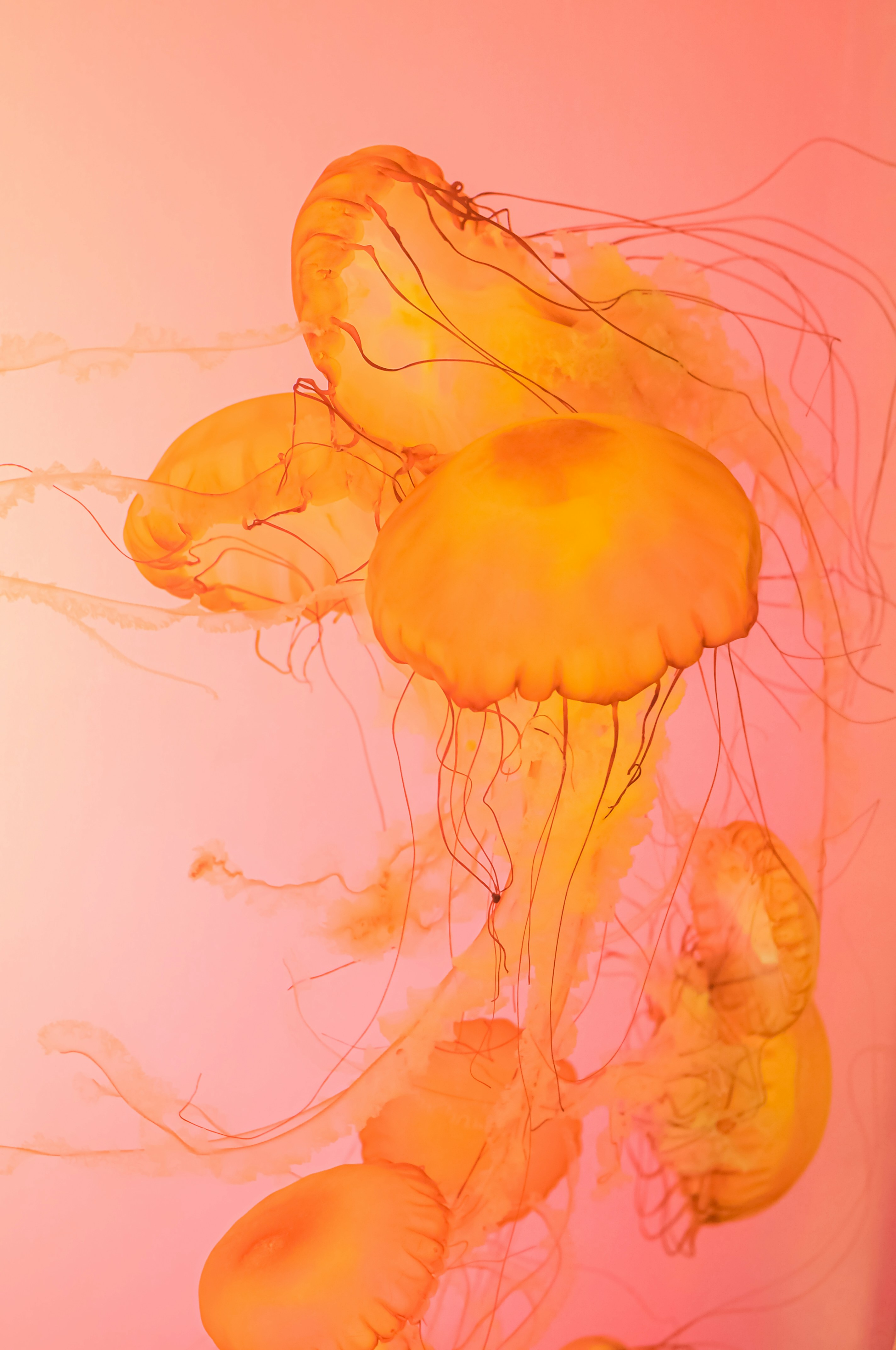 Translucent jellyfish gracefully float against a vibrant pink background, showcasing their delicate tentacles and ethereal forms.