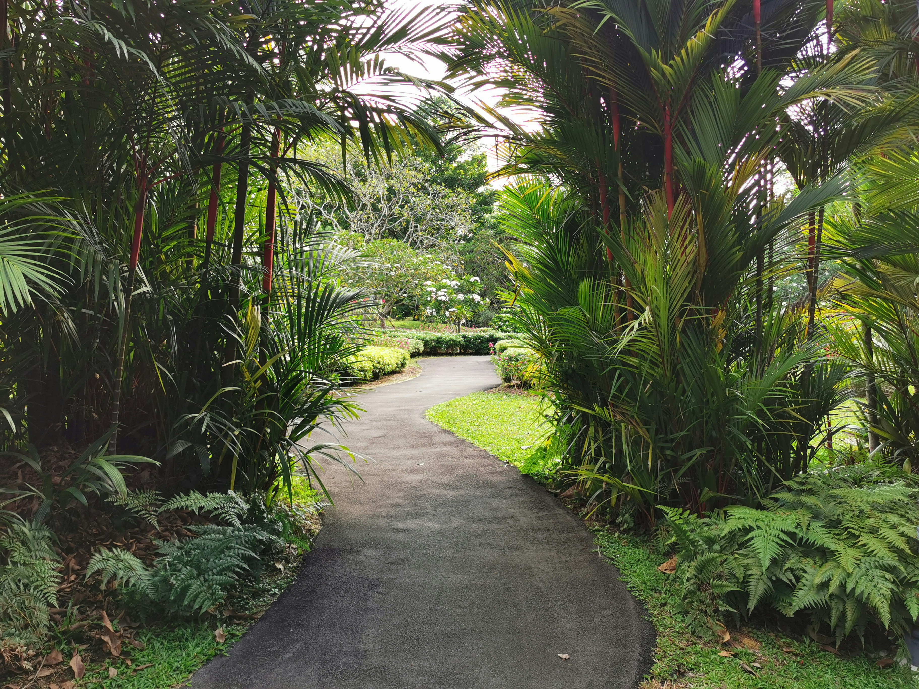 A path through a lush green forest filled with trees photo – Free ...