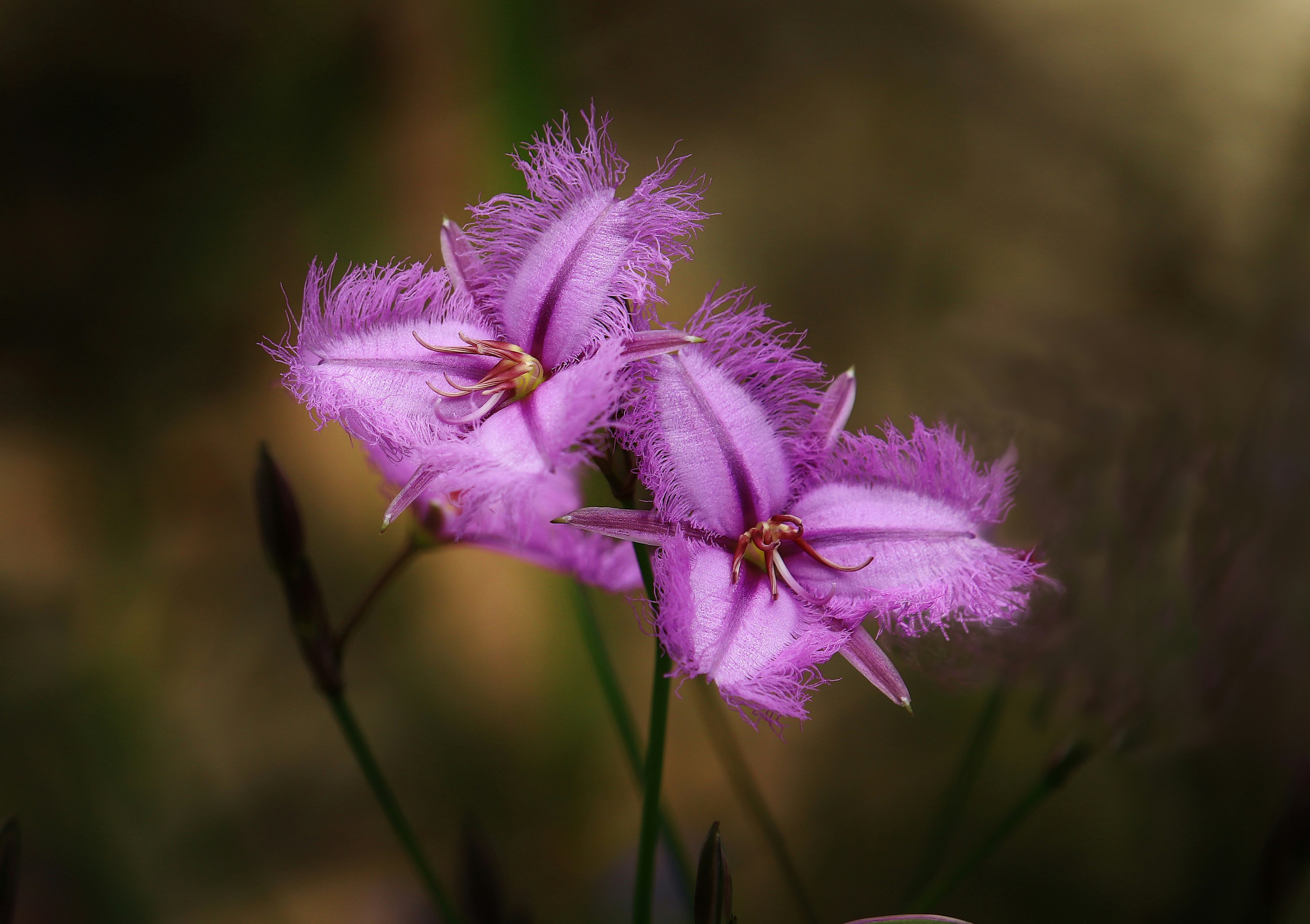 Delicate fringed orchids bloom in a soft, blurred background, showcasing their vibrant pink hues and intricate textures.