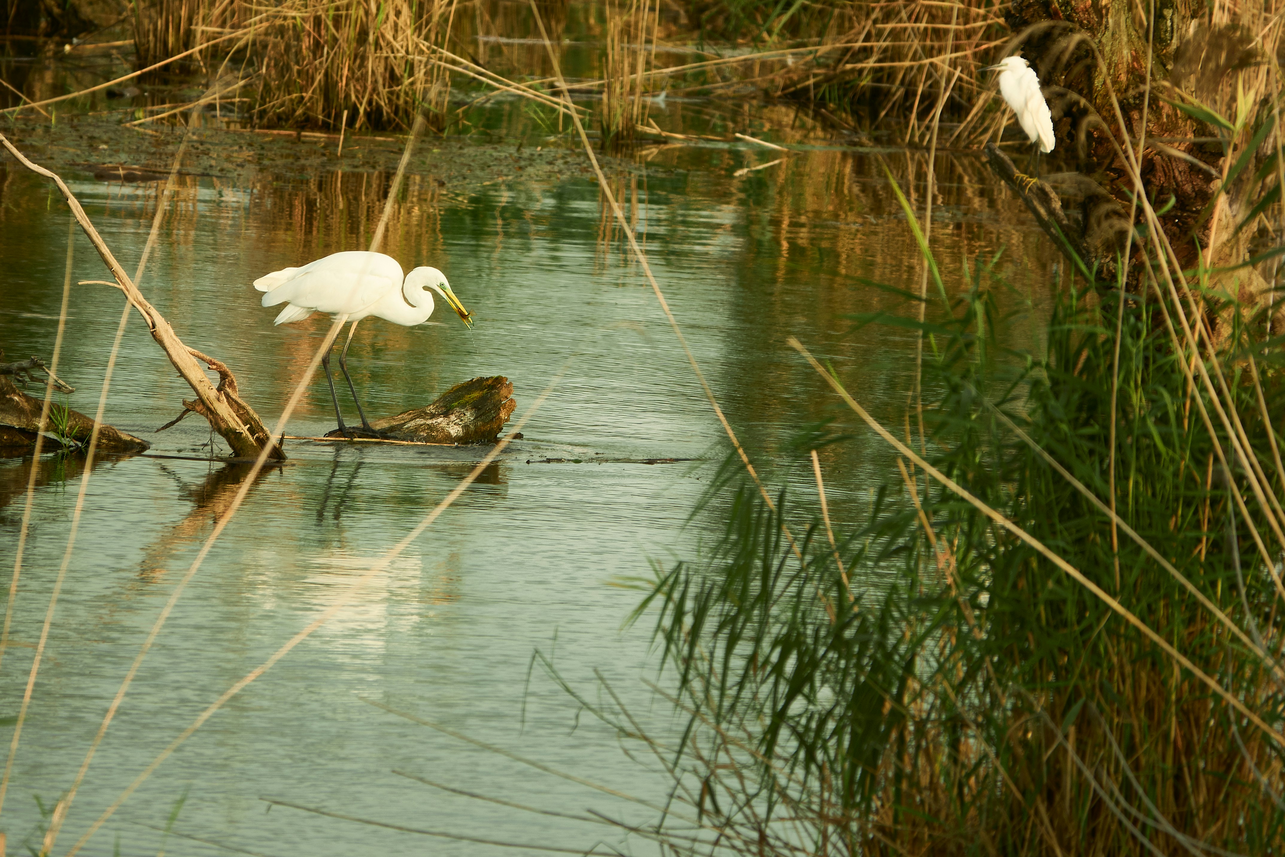 2 herons, one catching a perch