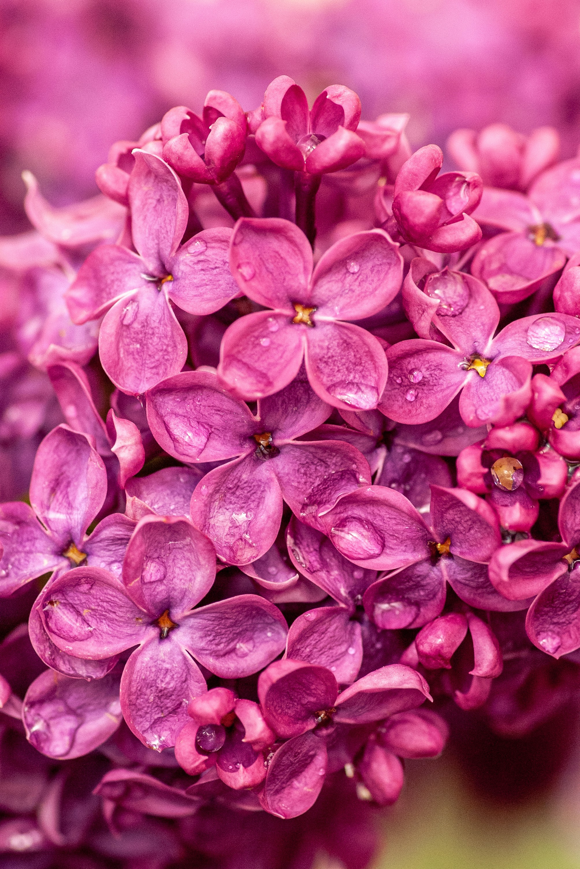 Cluster of vibrant lilac flowers adorned with droplets, showcasing their delicate petals and rich colors.