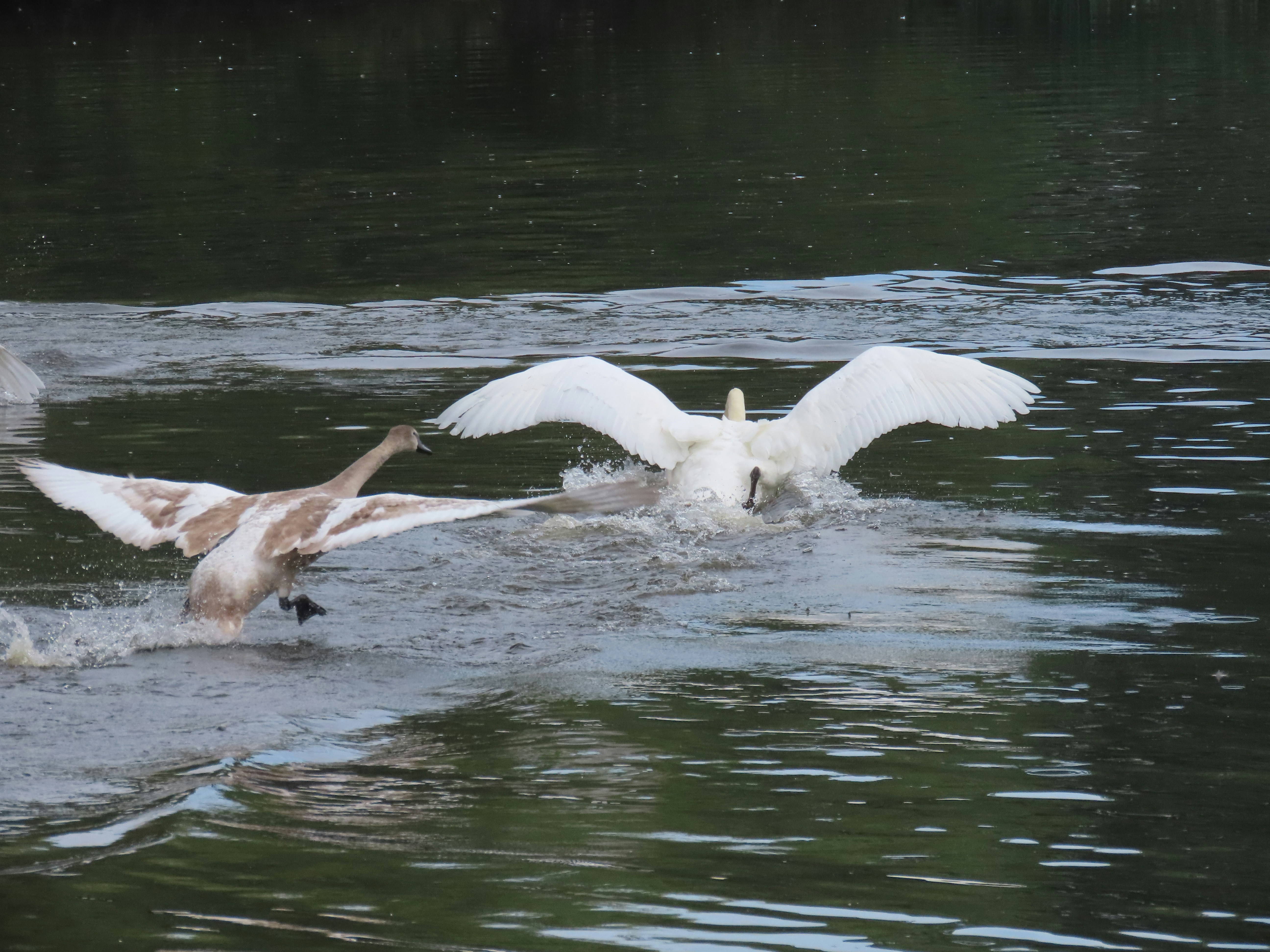 Sample photo from Canon PowerShot SX70 HS