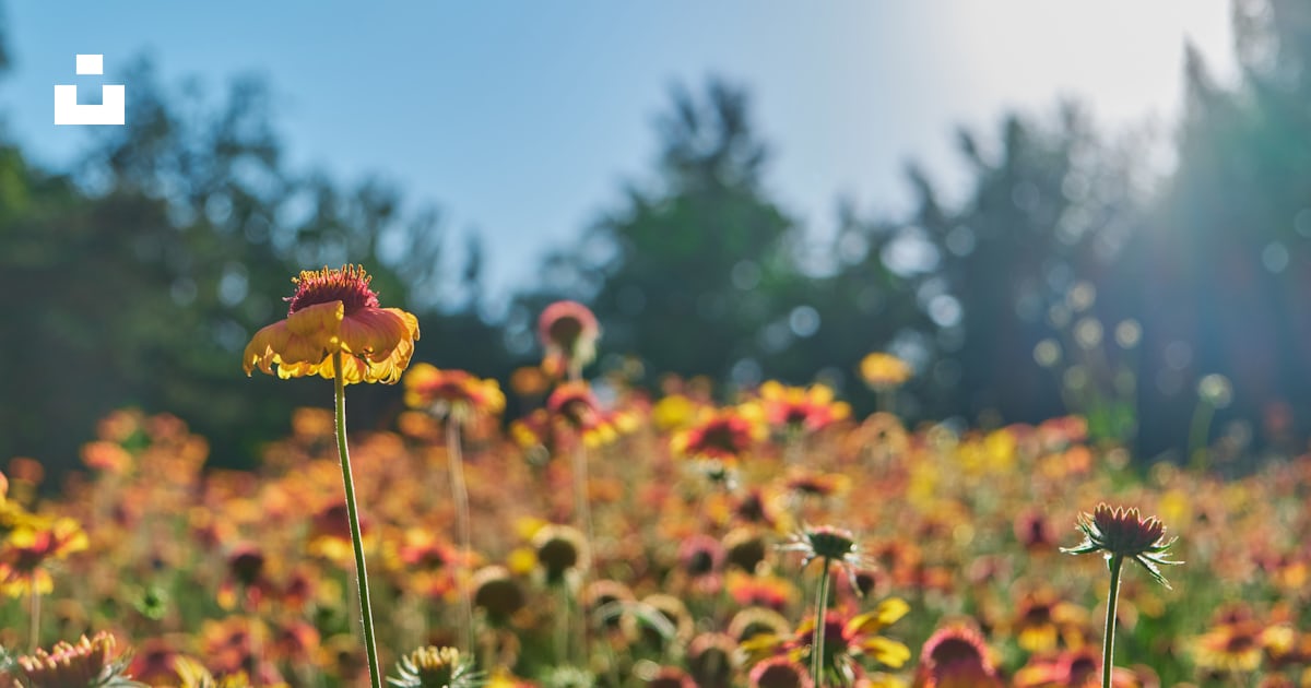 Un champ plein de fleurs jaunes et rouges photo – Image gratuite de ... Un champ plein de fleurs jaunes et rouges photo – Image gratuite de ...