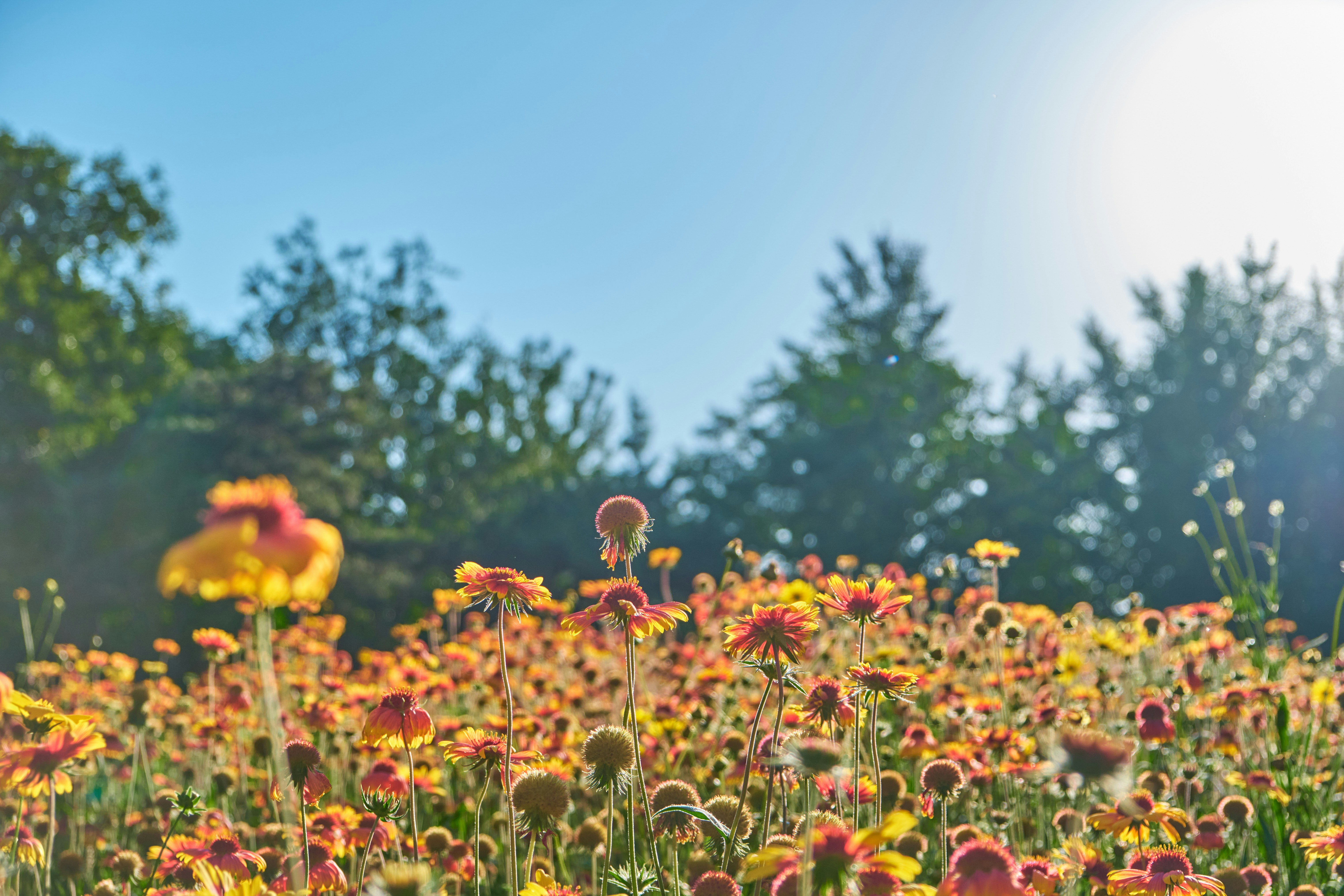 a field full of yellow and red flowers