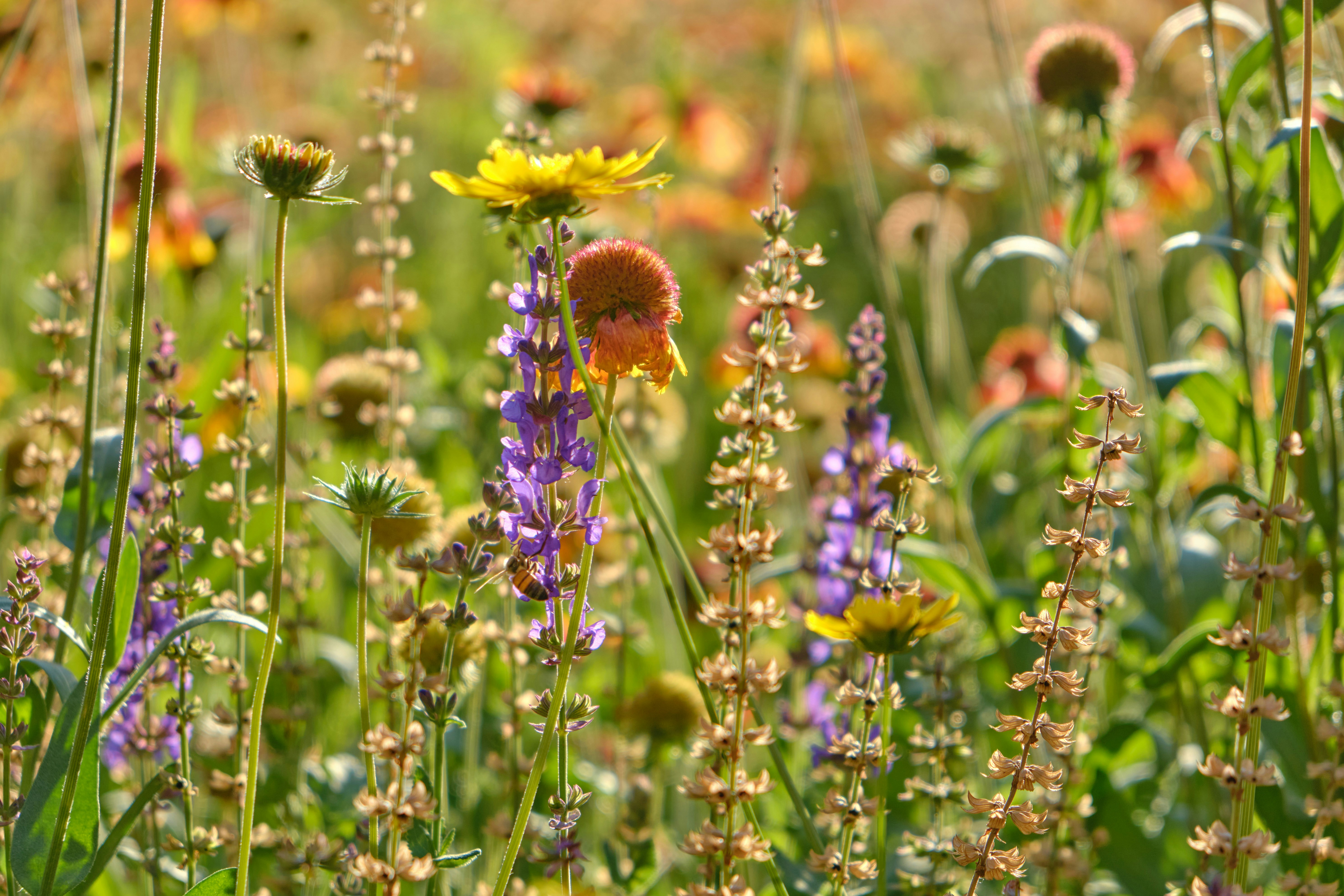 Central Yellow Bloom Anchors a Meadow of Purple Stems