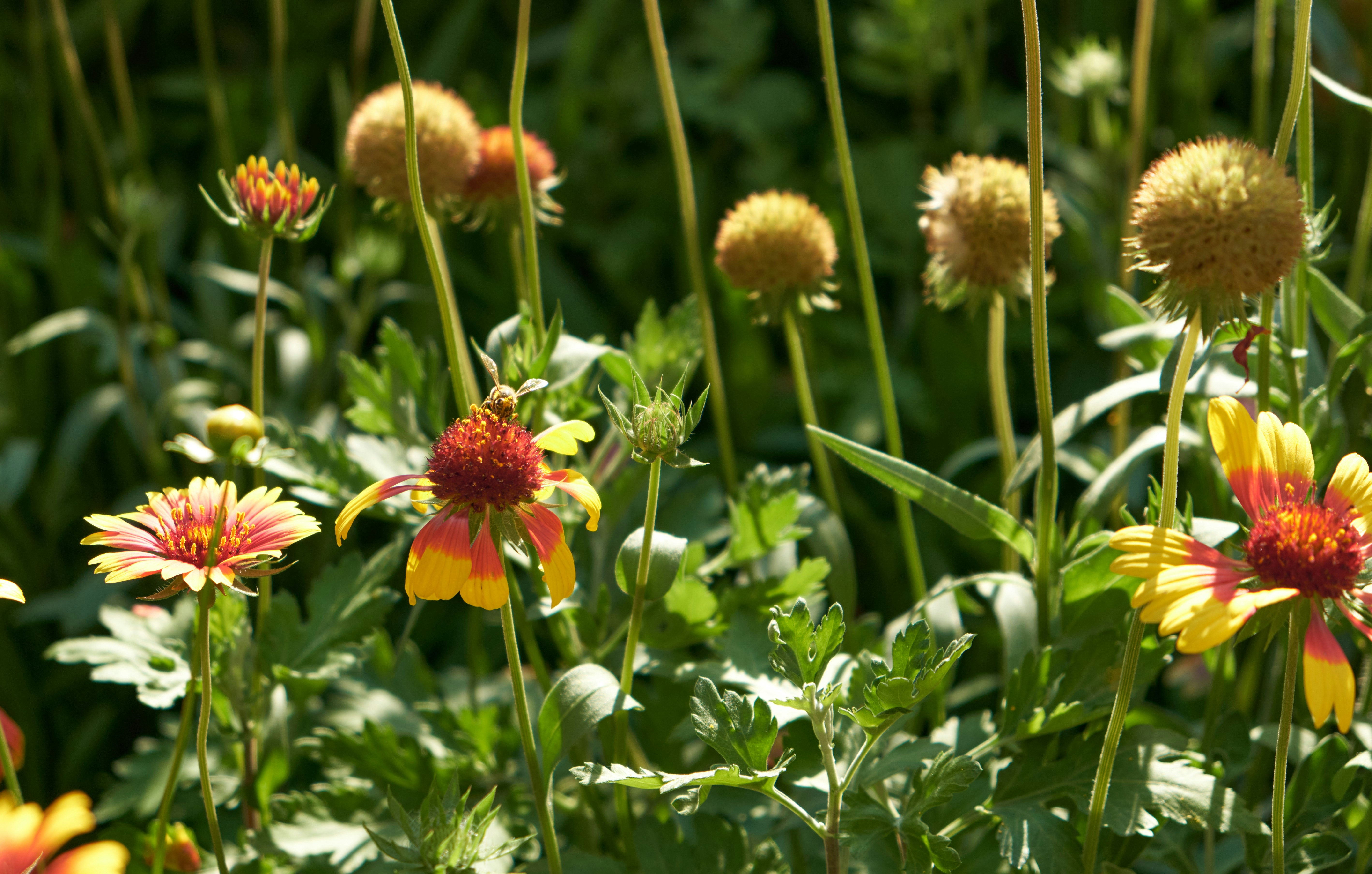 Colorful flowers in a lush garden setting, showcasing a mix of vibrant petals and rounded seed heads. The interplay of light and shadow enhances the natural beauty.