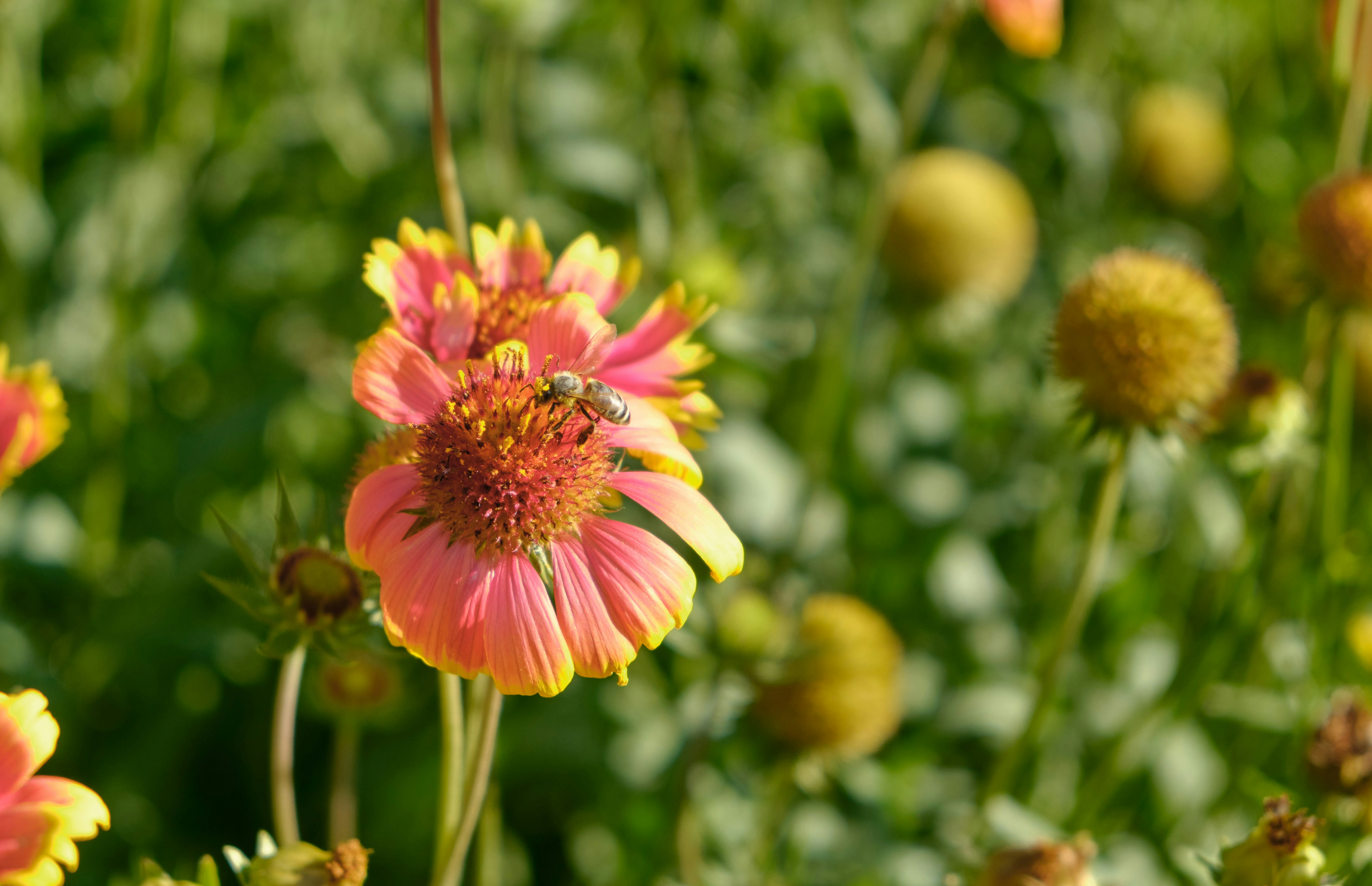 Bee at the Heart of a Coral-Pink Blanket Flower in a Sunlit Garden