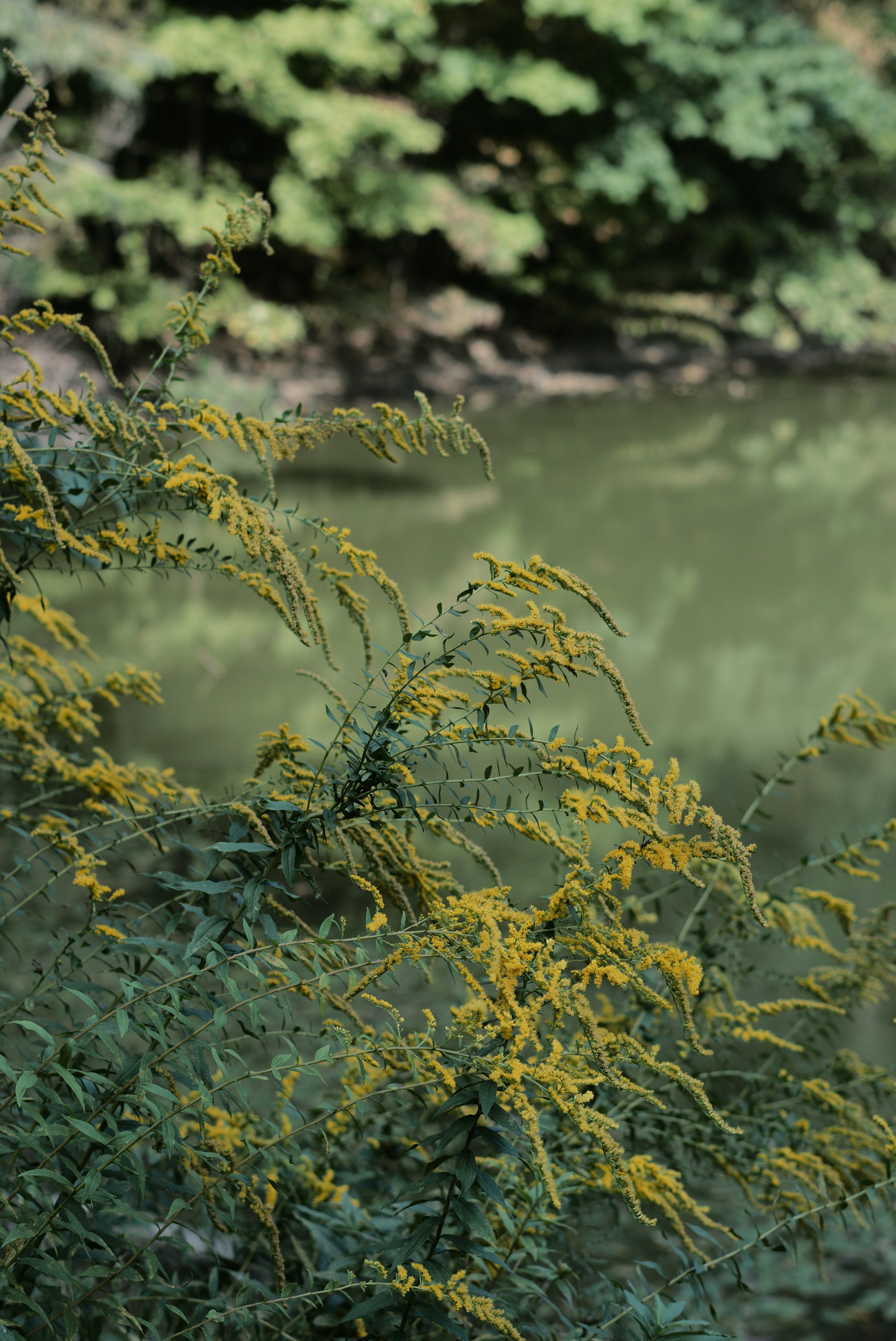 Goldenrod Fronds Framing a Quiet Riverside