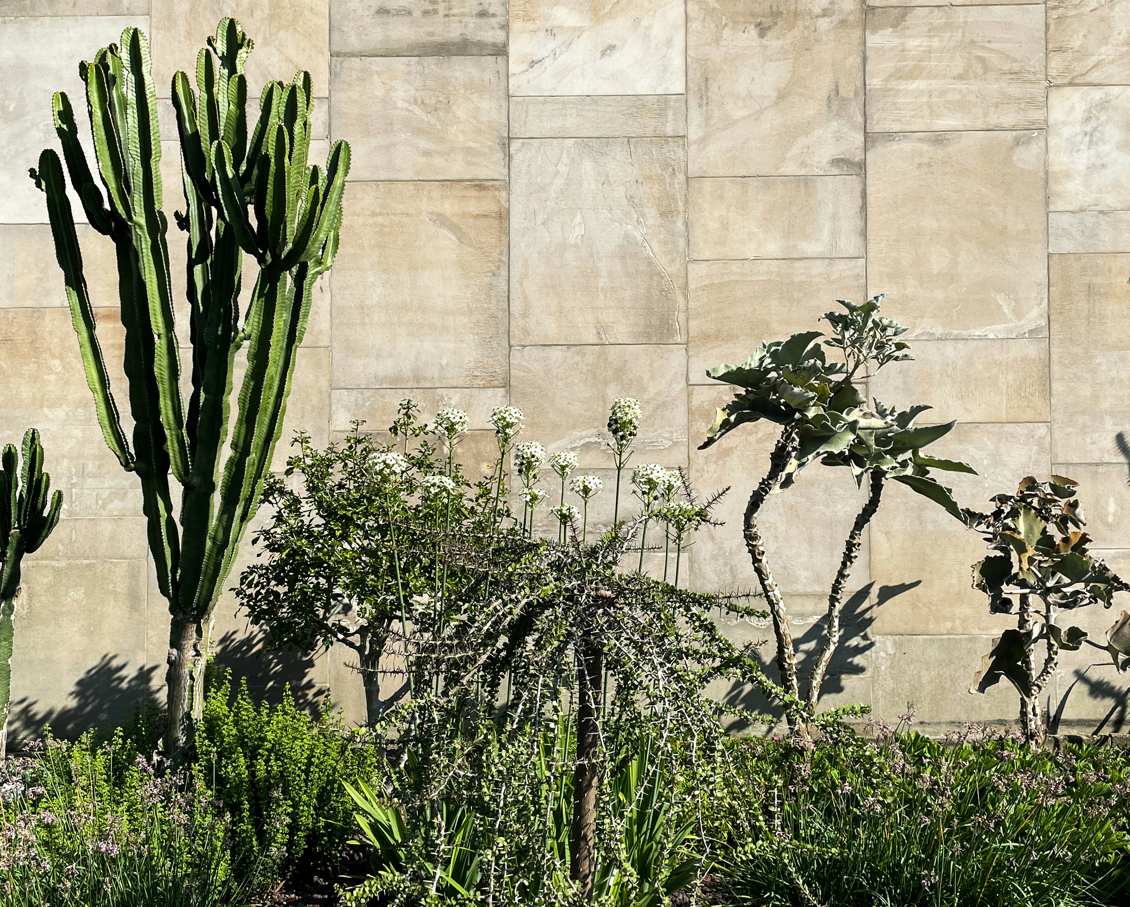 A diverse arrangement of cacti and succulent plants against a textured stone wall, showcasing the harmony between nature and architecture.
