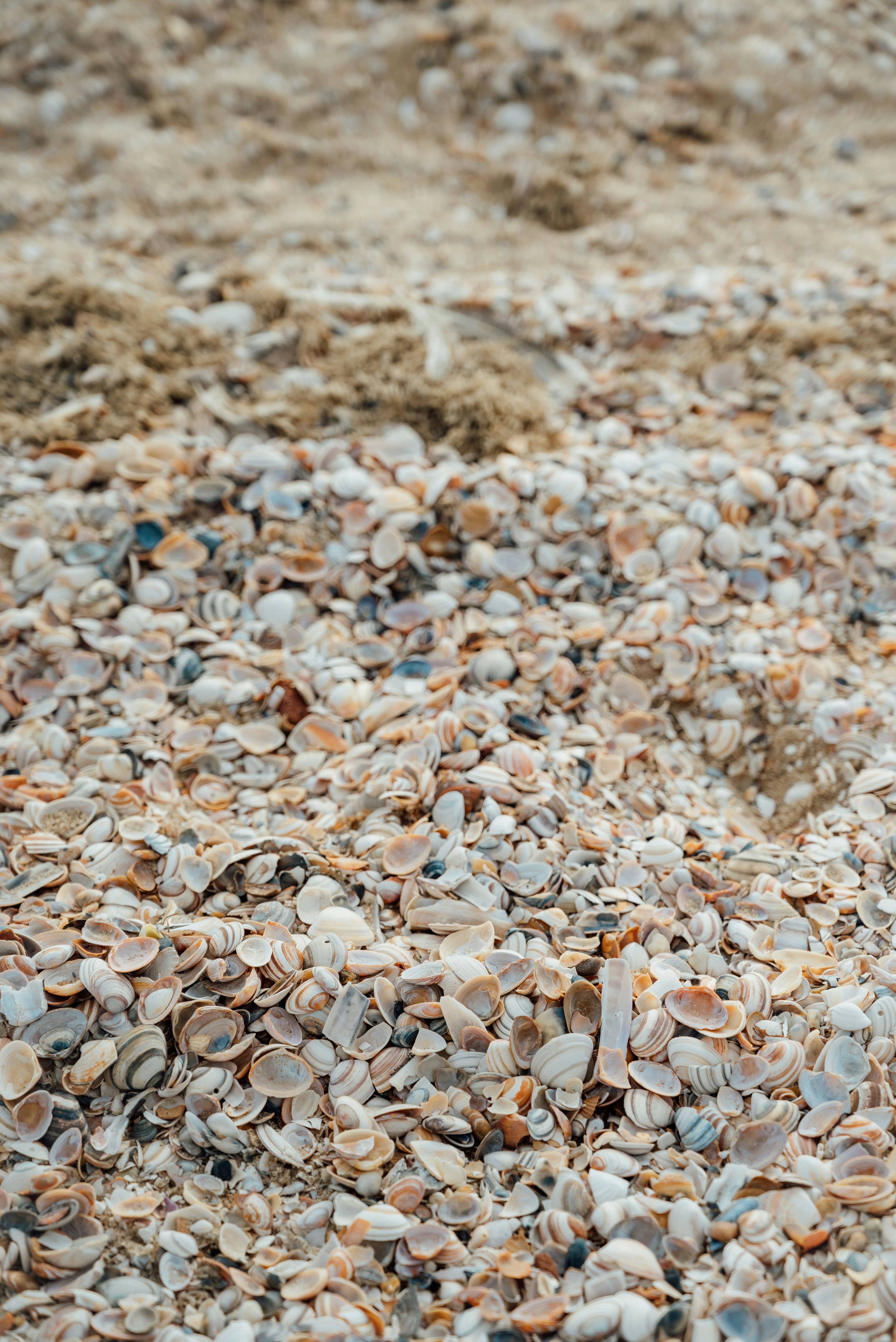 A pile of shells on a beach next to a body of water photo – Free ...