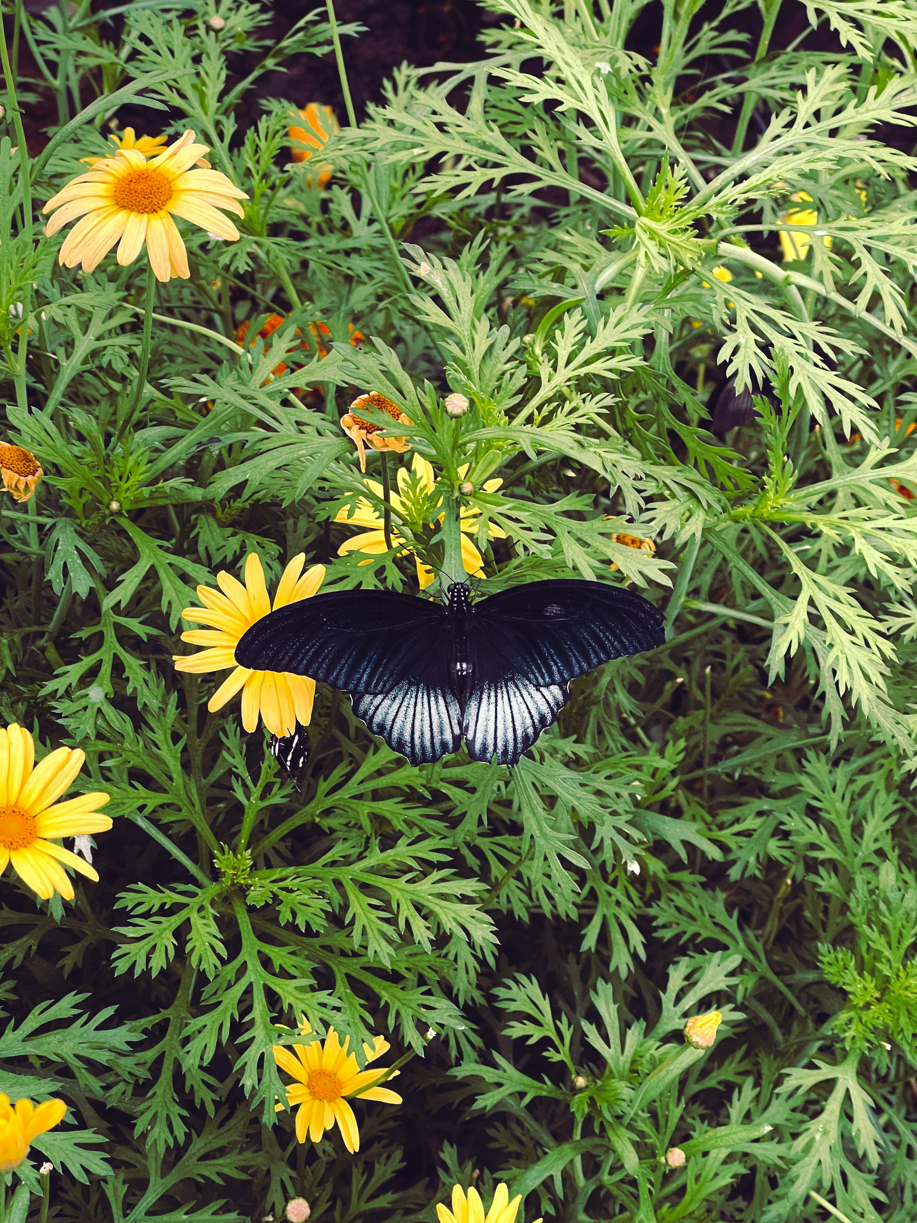 Dark-Winged Butterfly Among Daisy Sunbursts