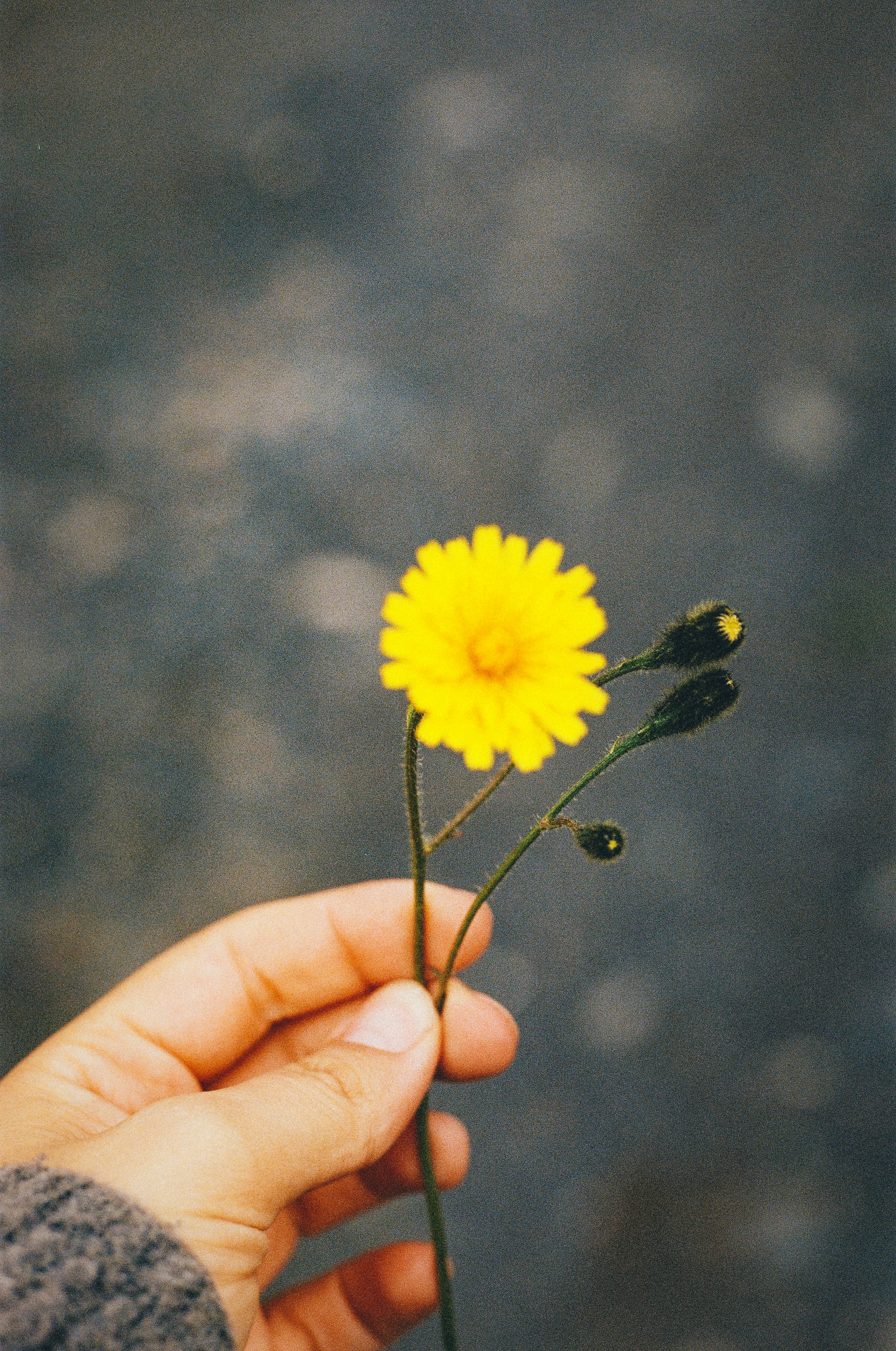 A hand delicately holds a vibrant yellow flower, showcasing its intricate petals and budding companions against a softly blurred background.