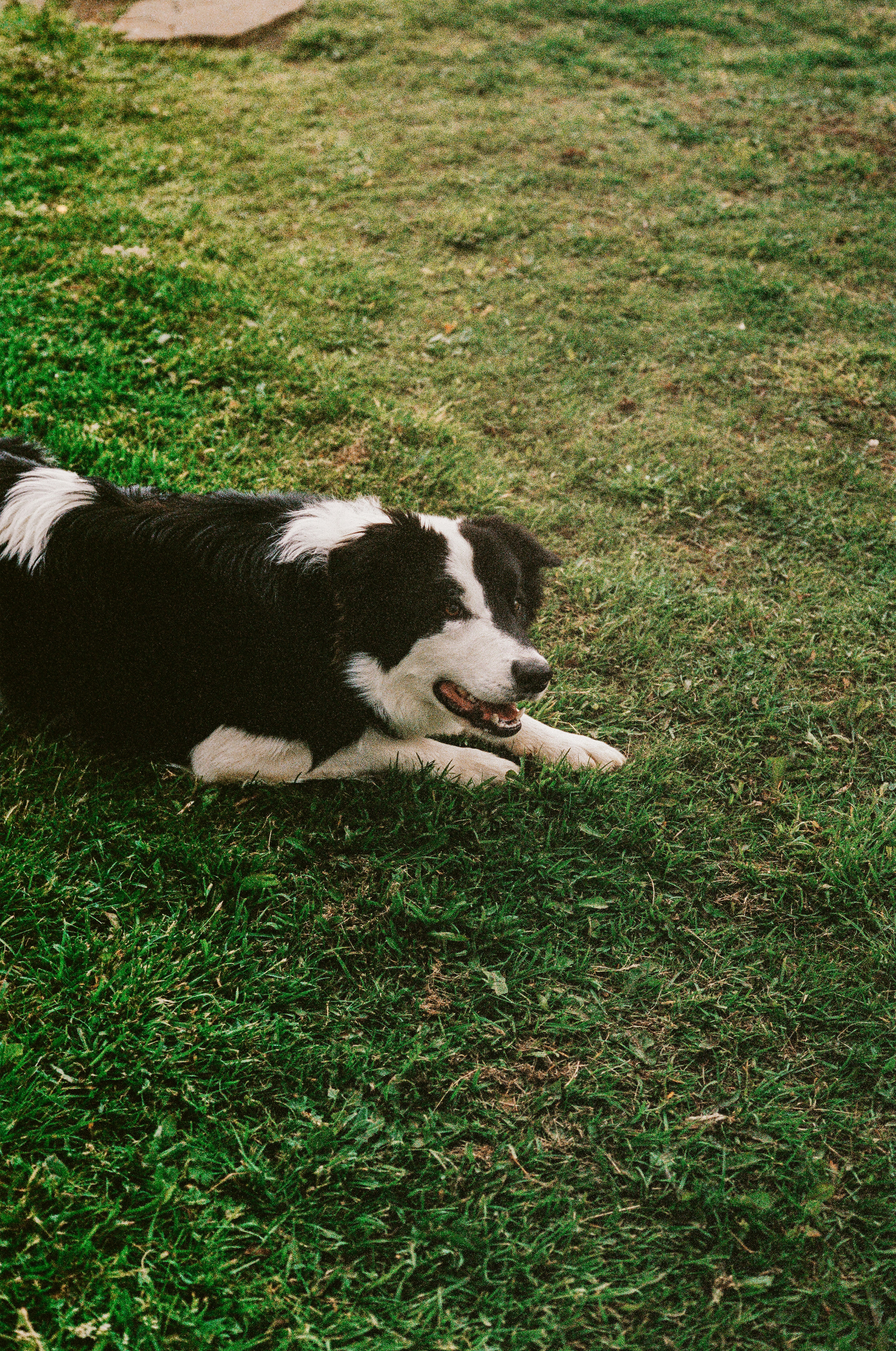 Border Collie at Ease: A Quiet Moment on Sunlit Lawn