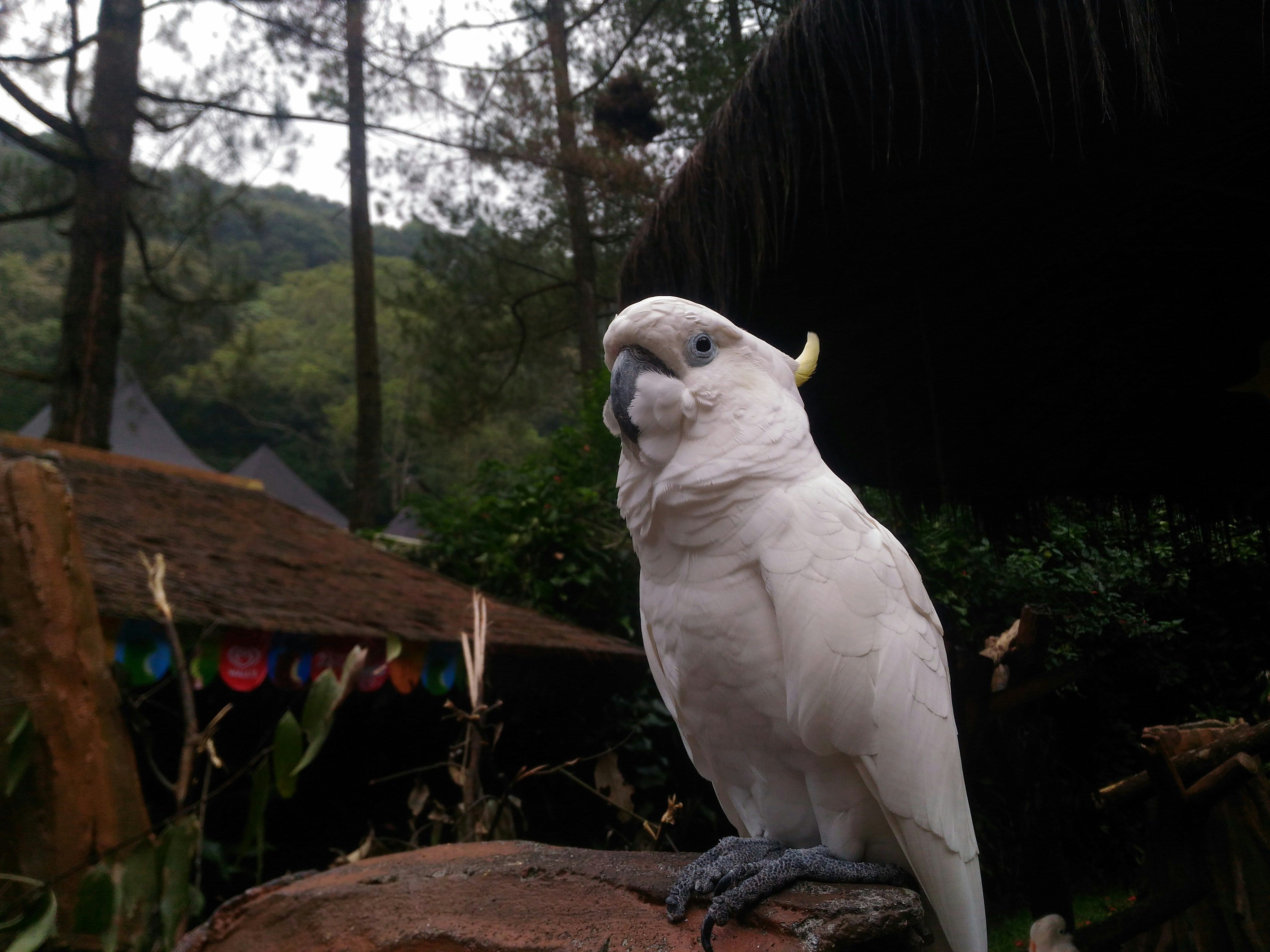 A white cockatoo perched on a weathered rock in a dim, forest-edge setting with tents and pennants in the background.