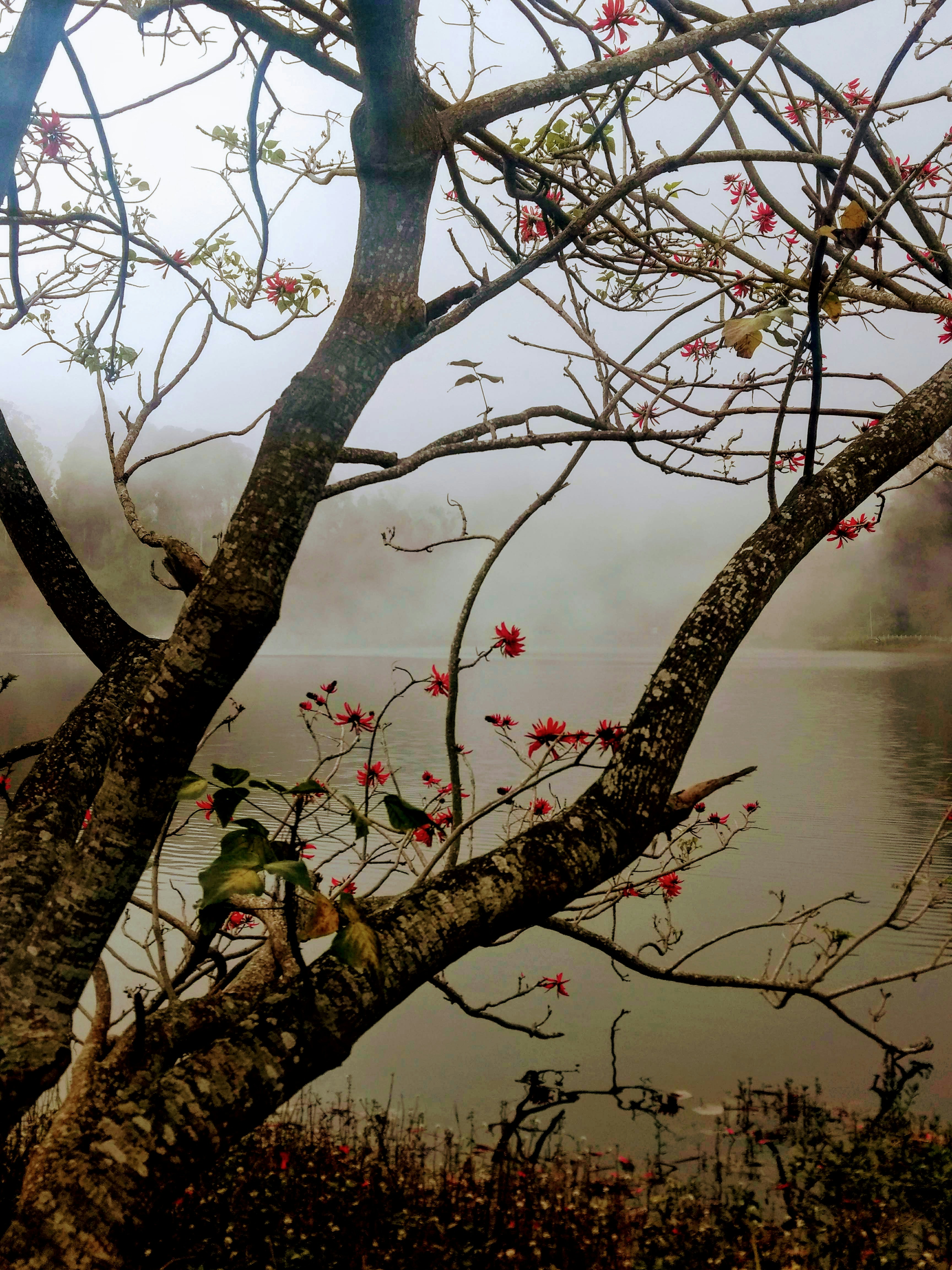 Red Flowering Branches Framing a Misty Lakeside