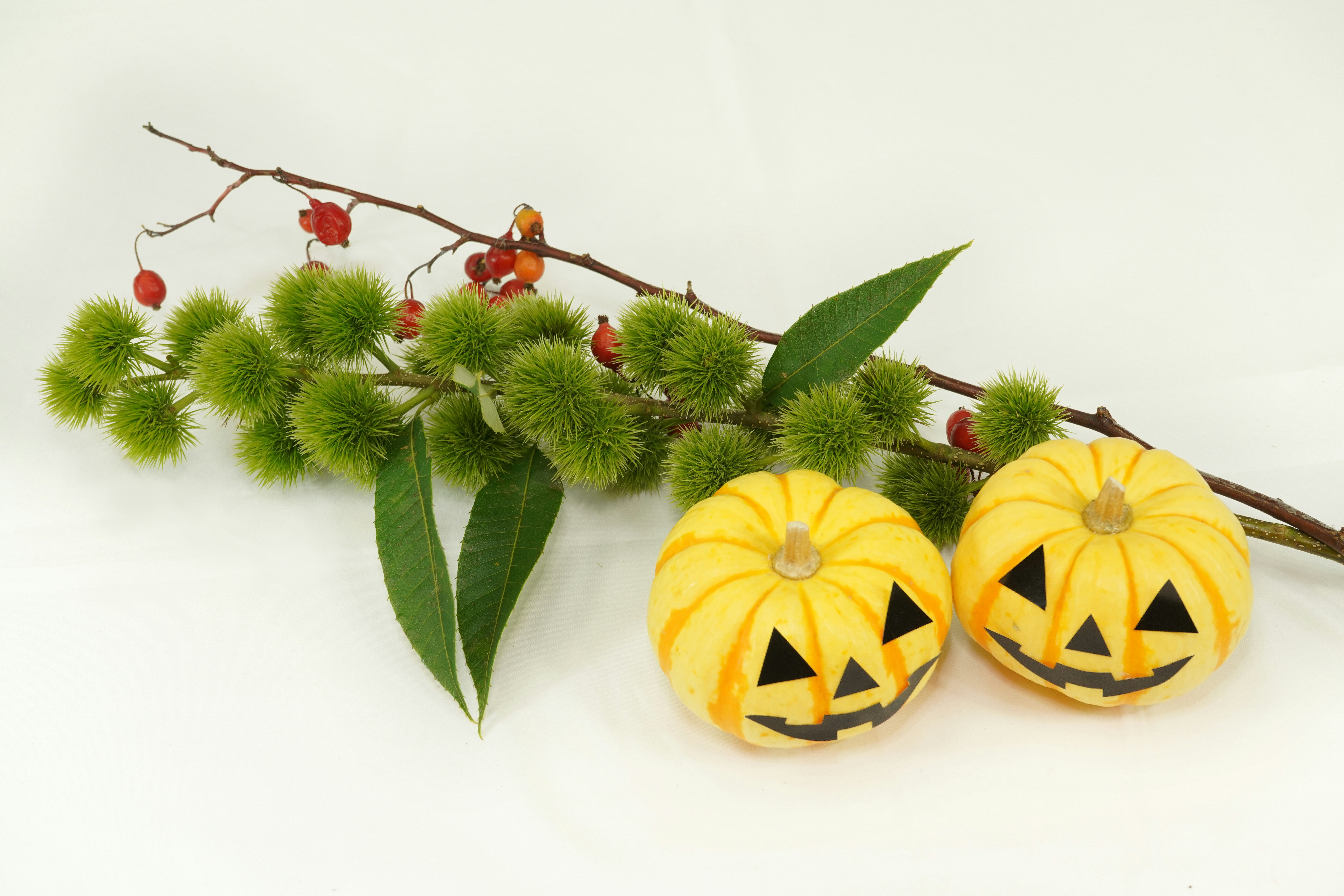 Twin Jack-o'-Lantern Minis on a White Backdrop with Green Pincushion Branch