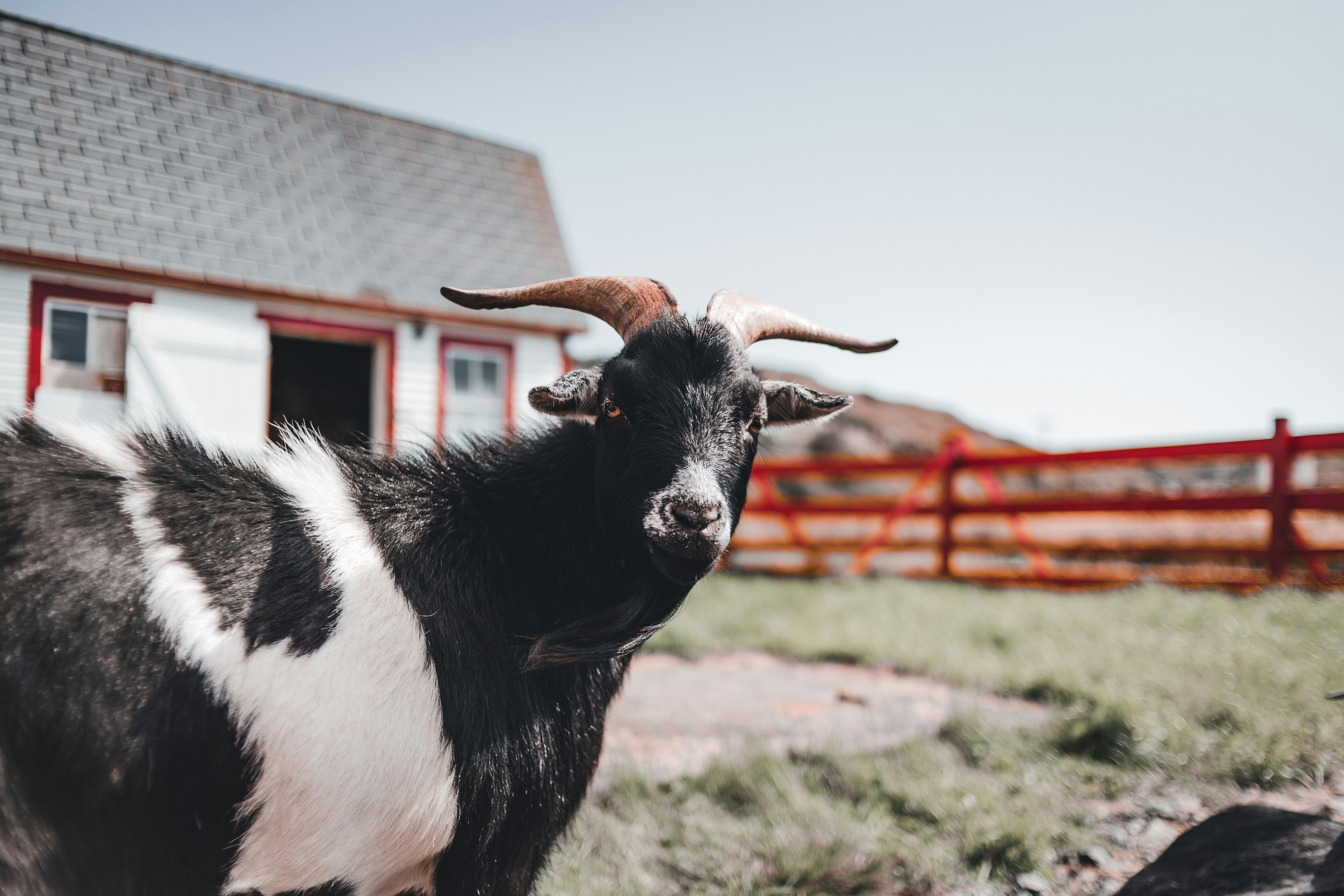 Midday Portrait of a Curious Goat in a Sunny Farmyard