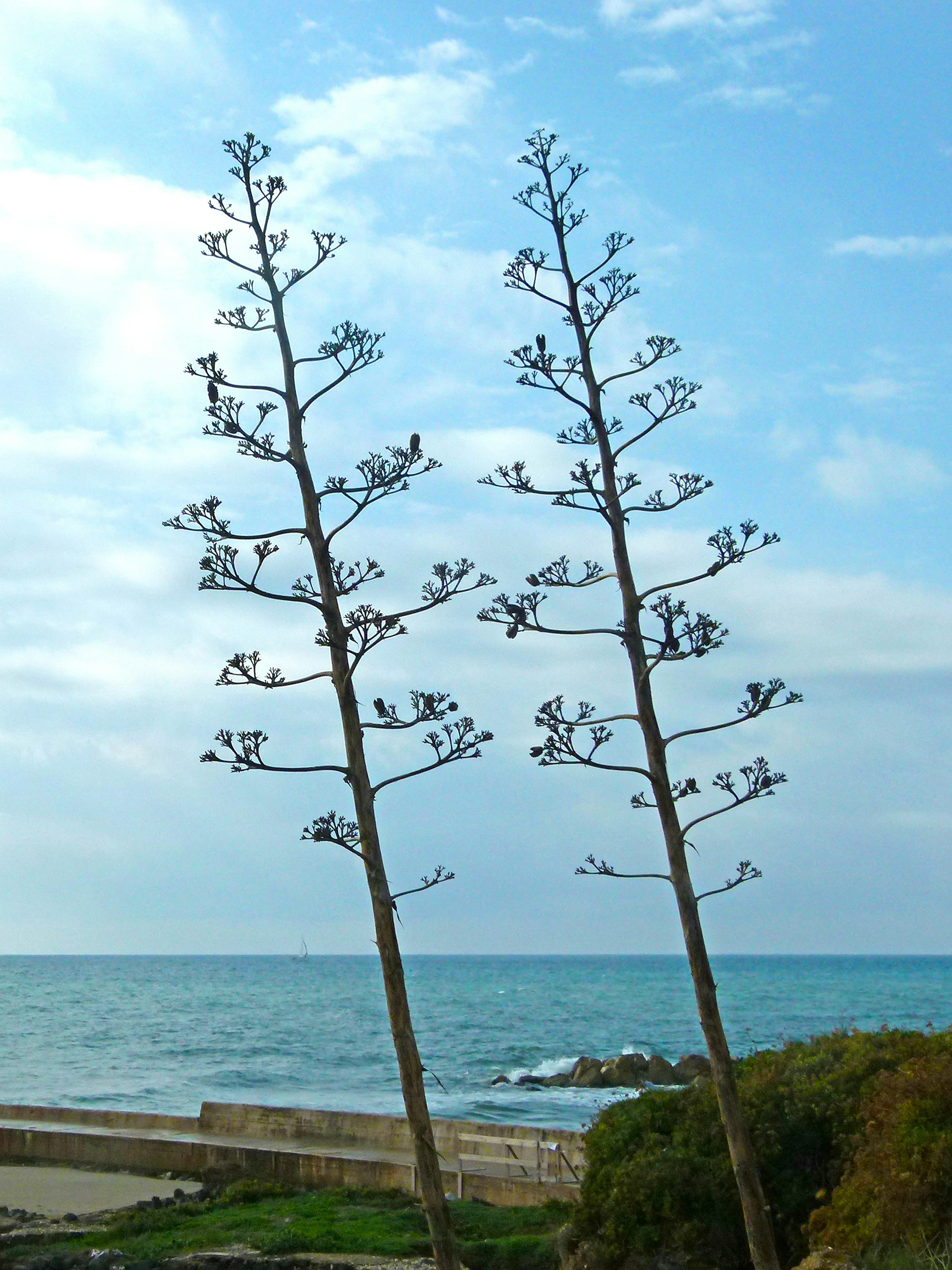 Two tall agave plants reaching towards a cloudy sky over a tranquil sea, with rocky shoreline in the foreground.