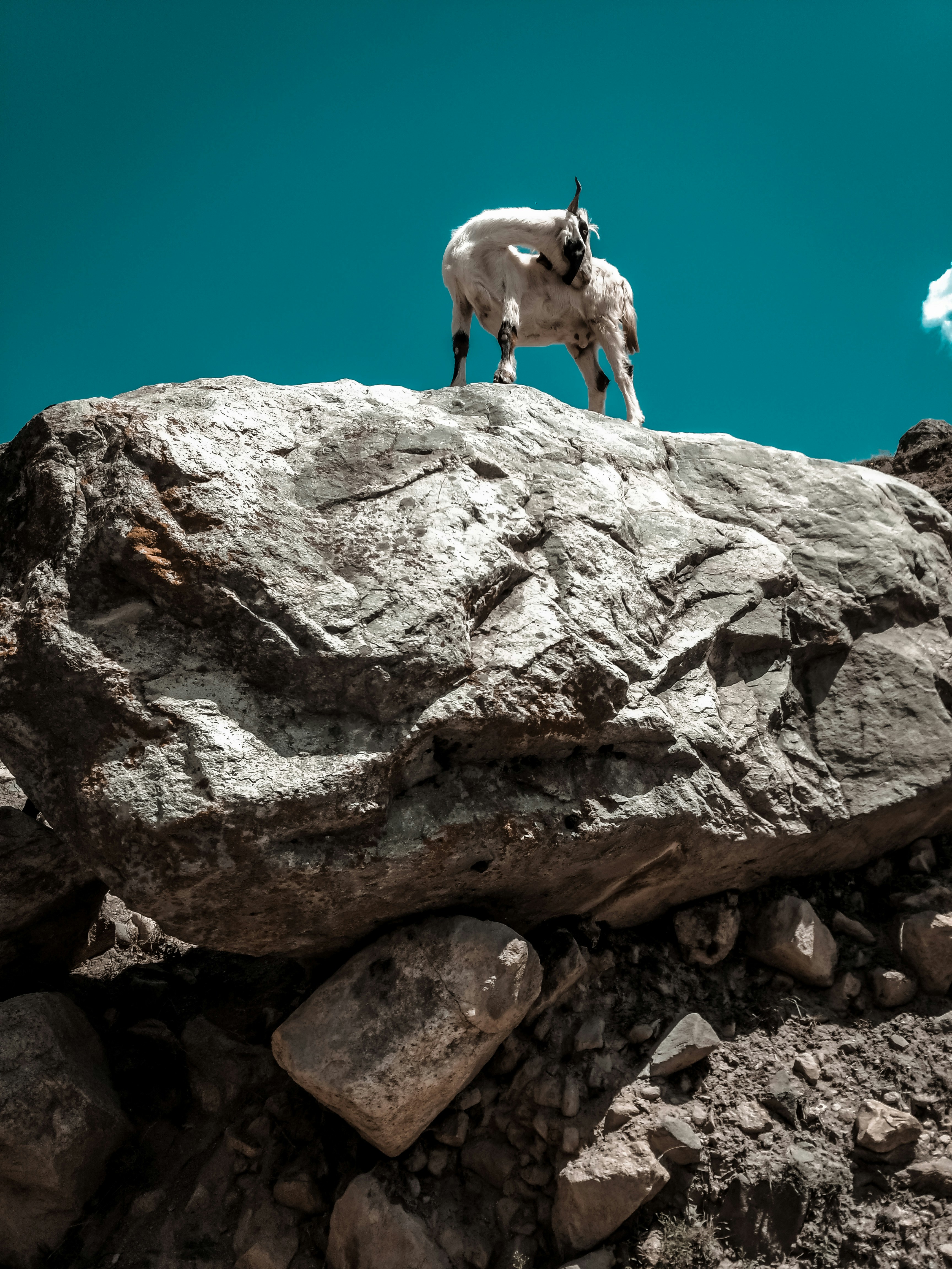 A mountain goat stands atop a large rock, showcasing its agility against a backdrop of a vibrant blue sky with wispy clouds.