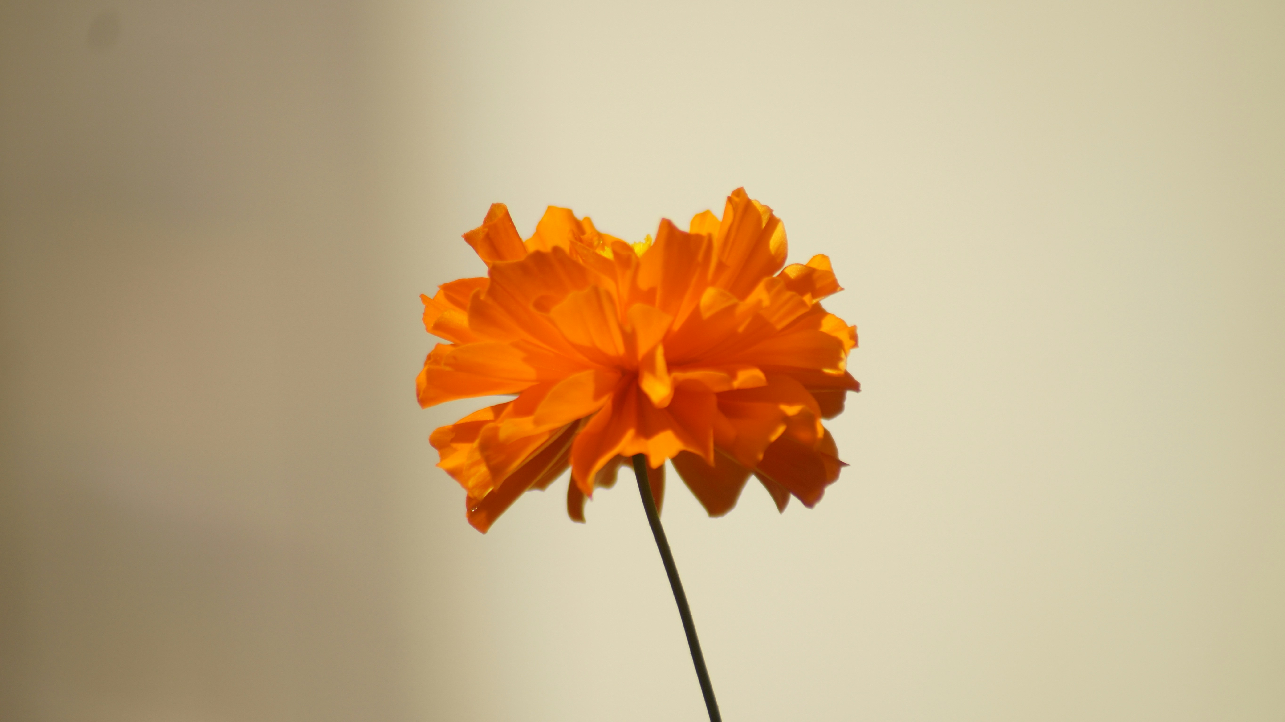 Solitary Orange Bloom in Velvet Softness