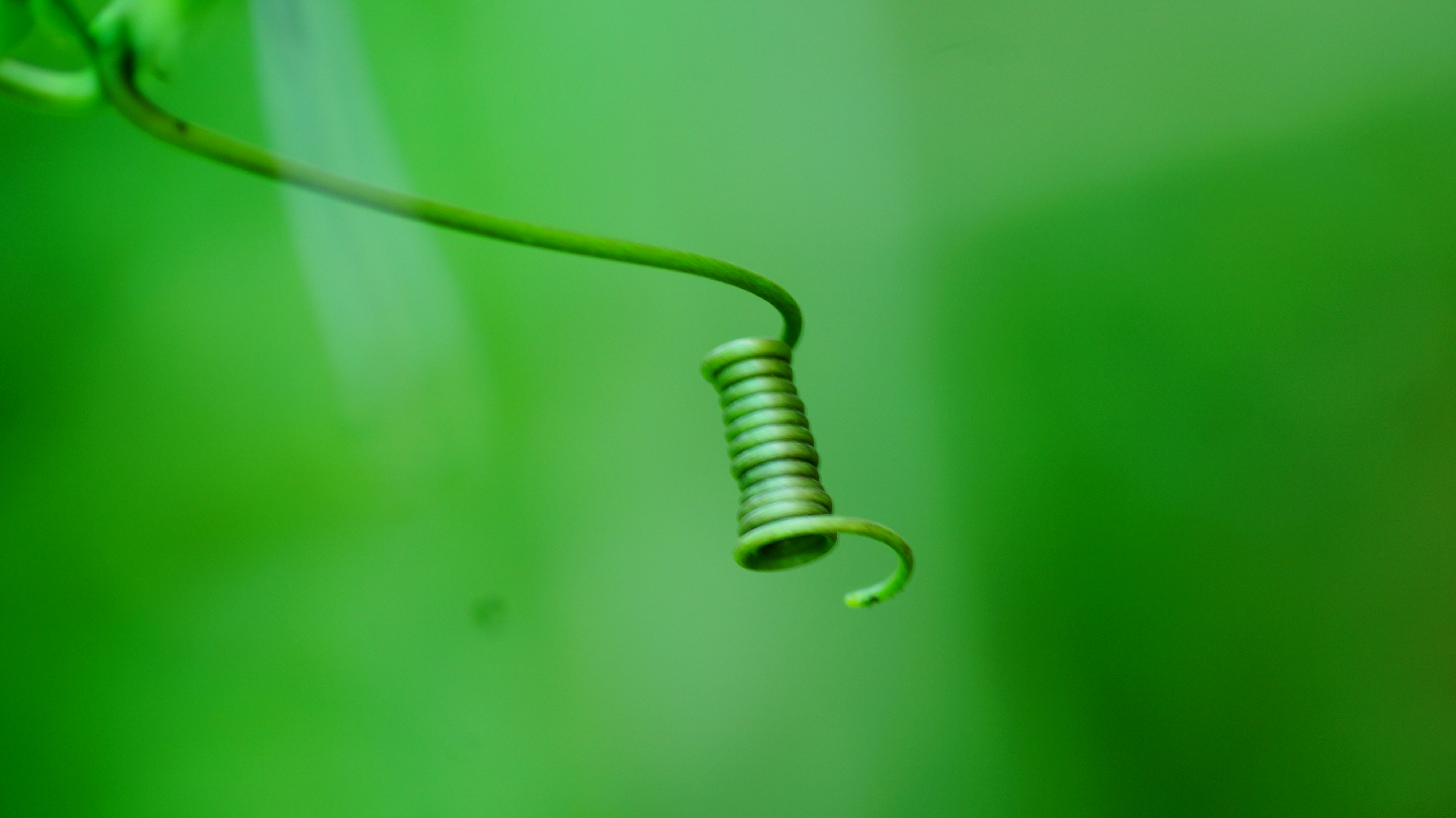 Spiral in Verdure: Macro Moment on Spring Steel