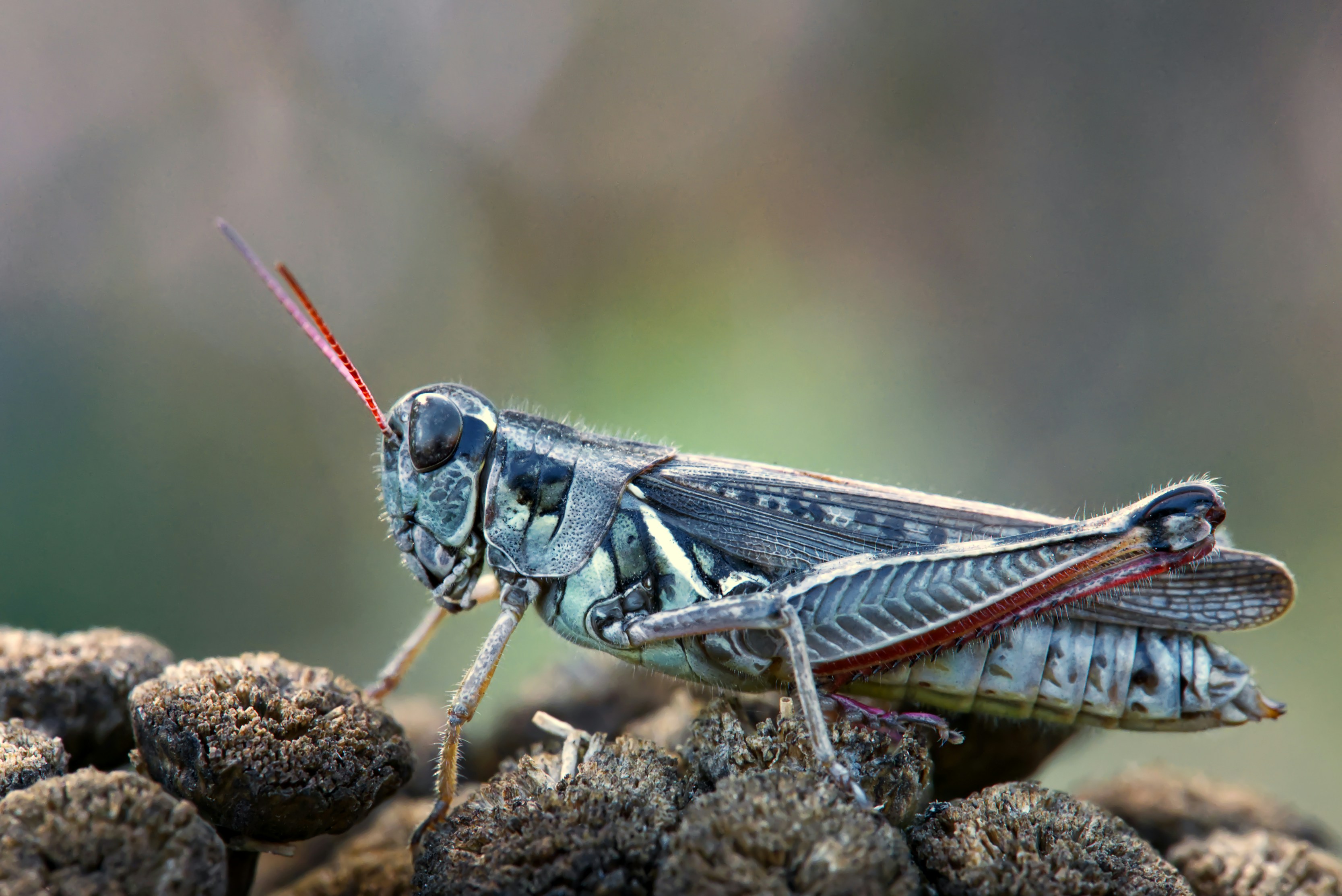 a close up of a grasshopper on a rock