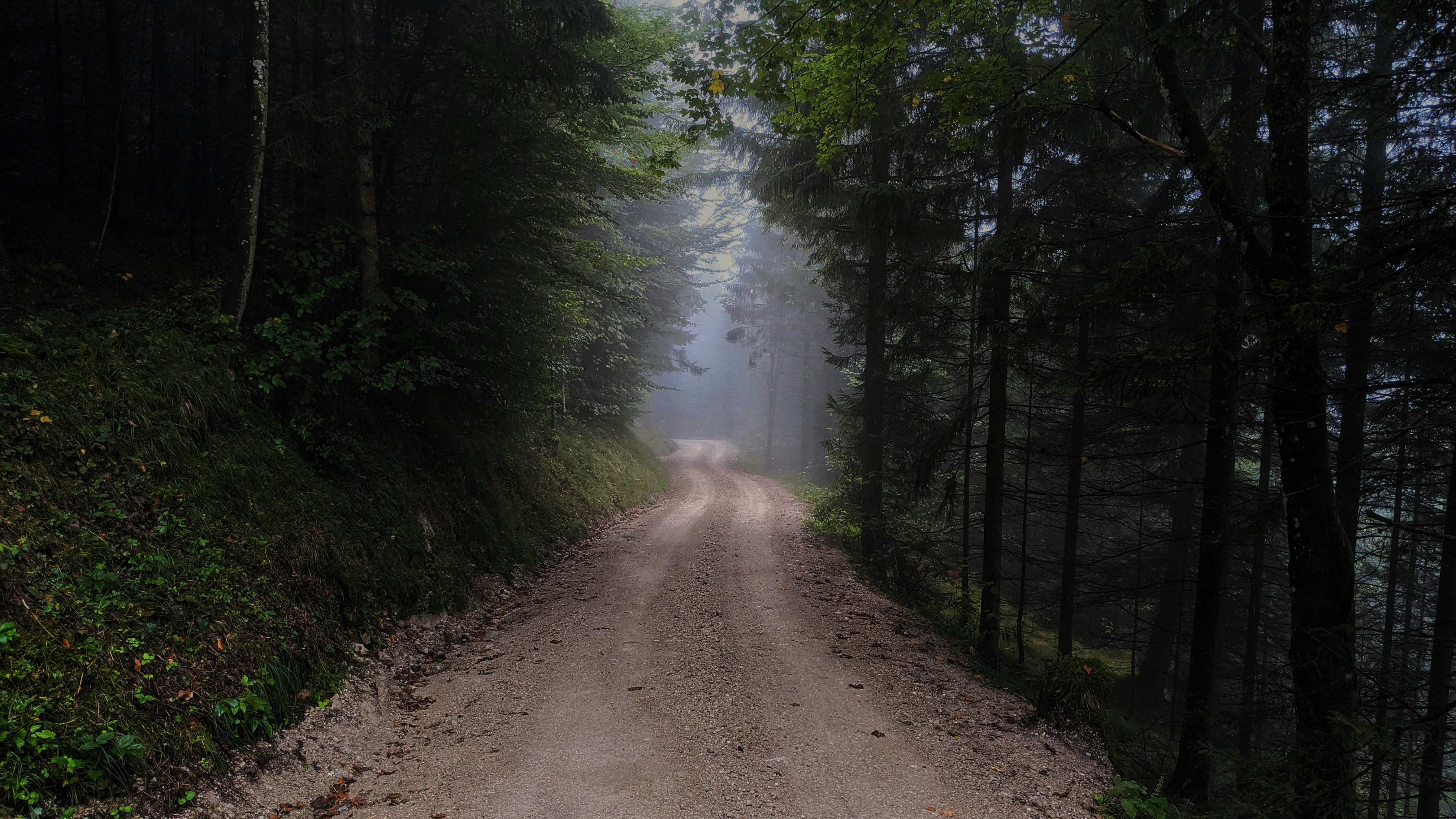 Winding dirt road enveloped by misty trees, inviting exploration into the serene wilderness.