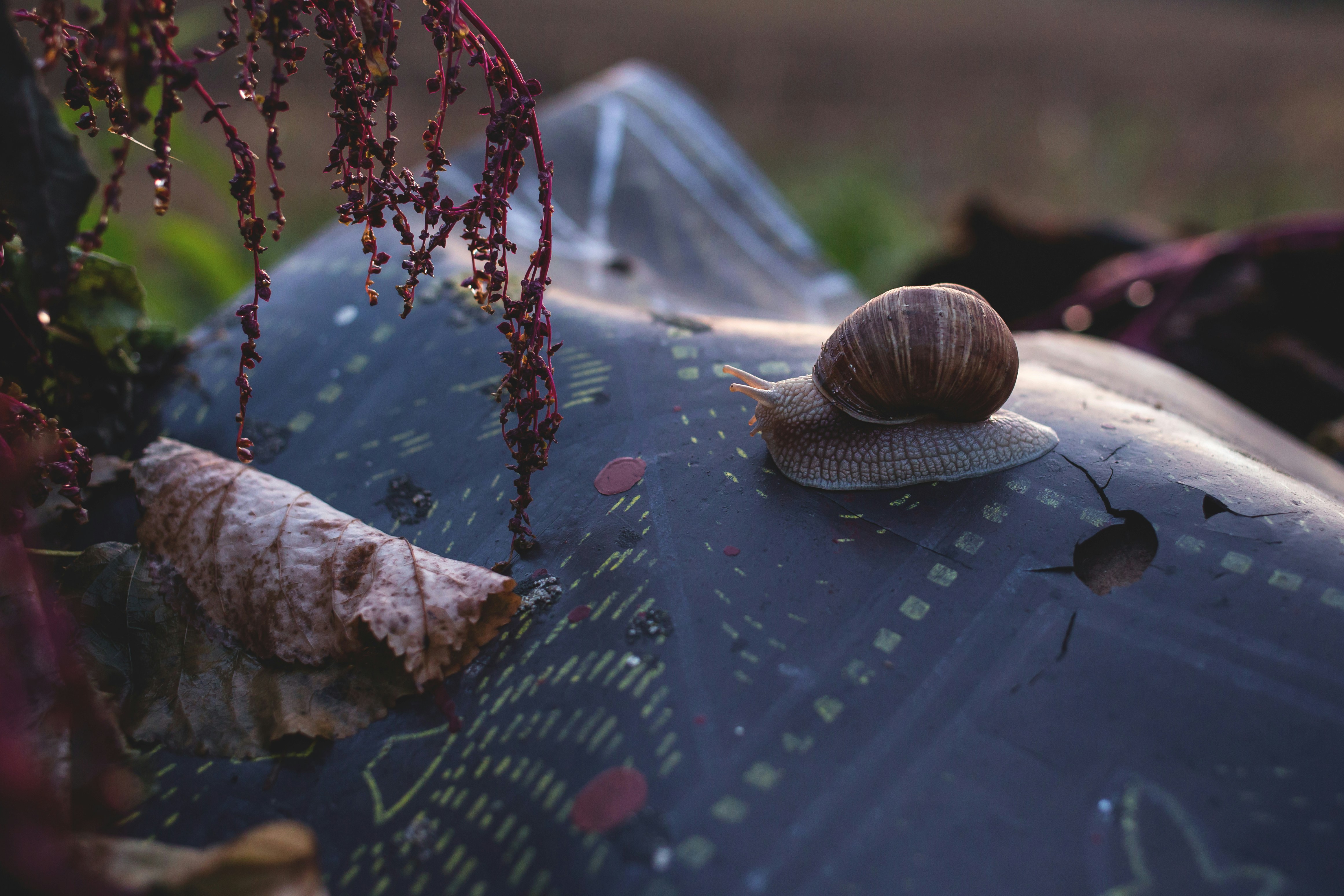 Snail and Snail-Track: A Quiet Moment on Weathered Plastic