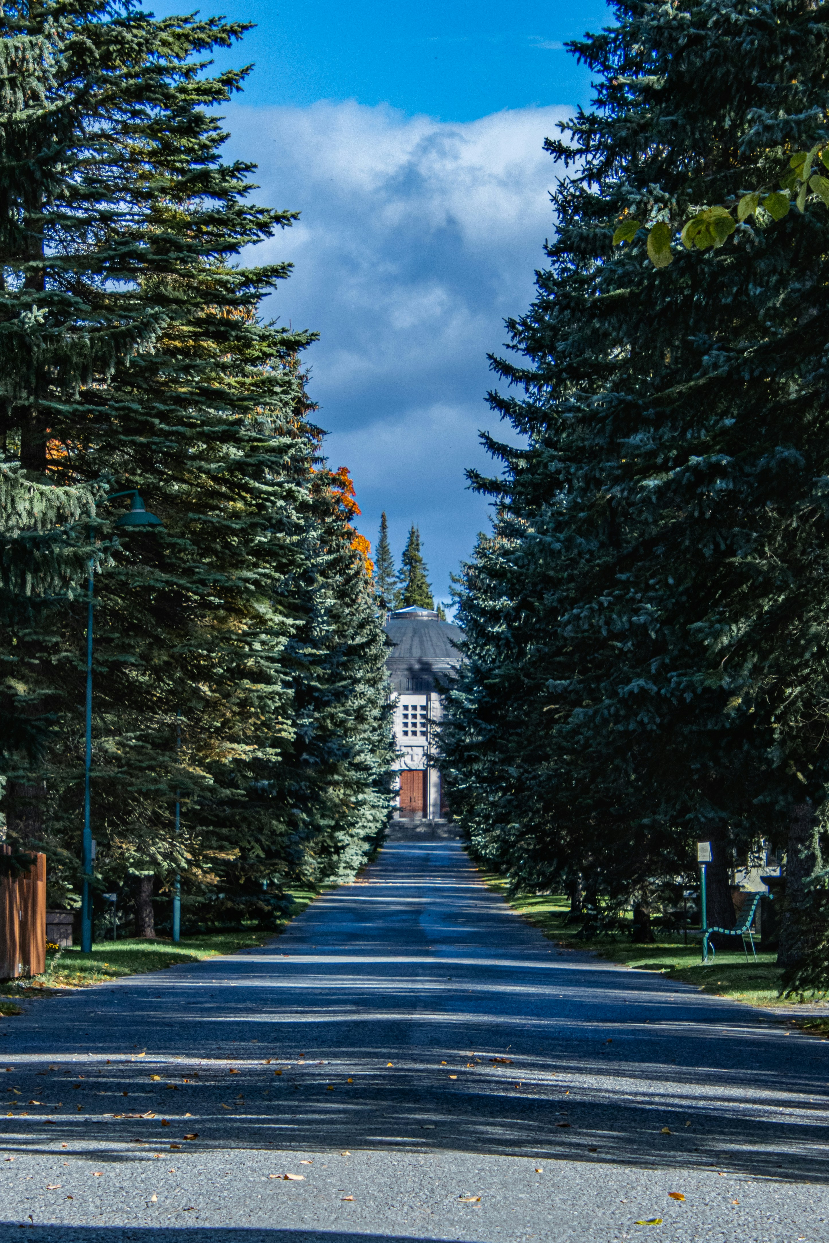 Pine-lined Approach to a Quiet Gatehouse