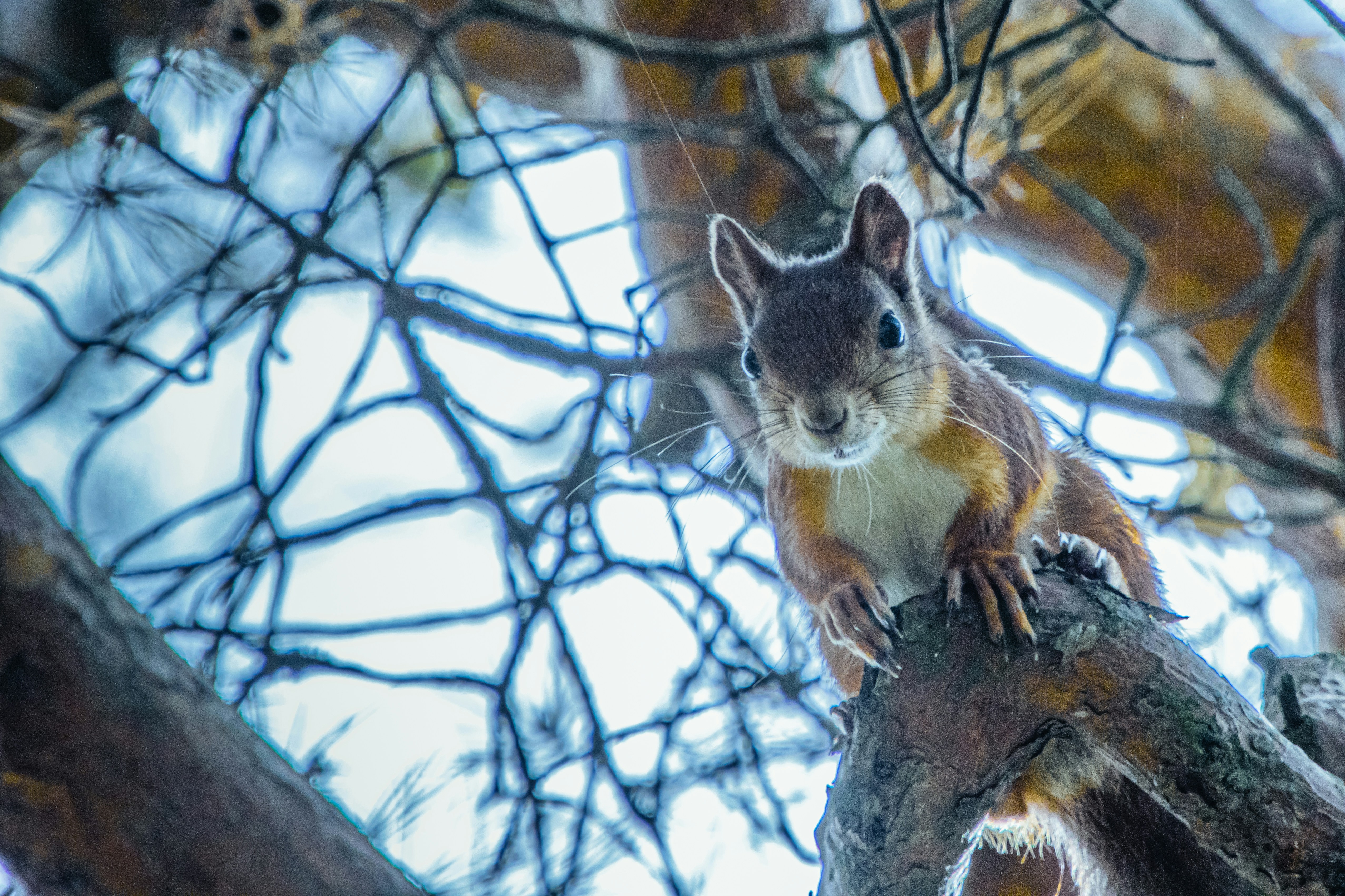 Curious Squirrel on a Winter Canopy Framed by Tangled Branches