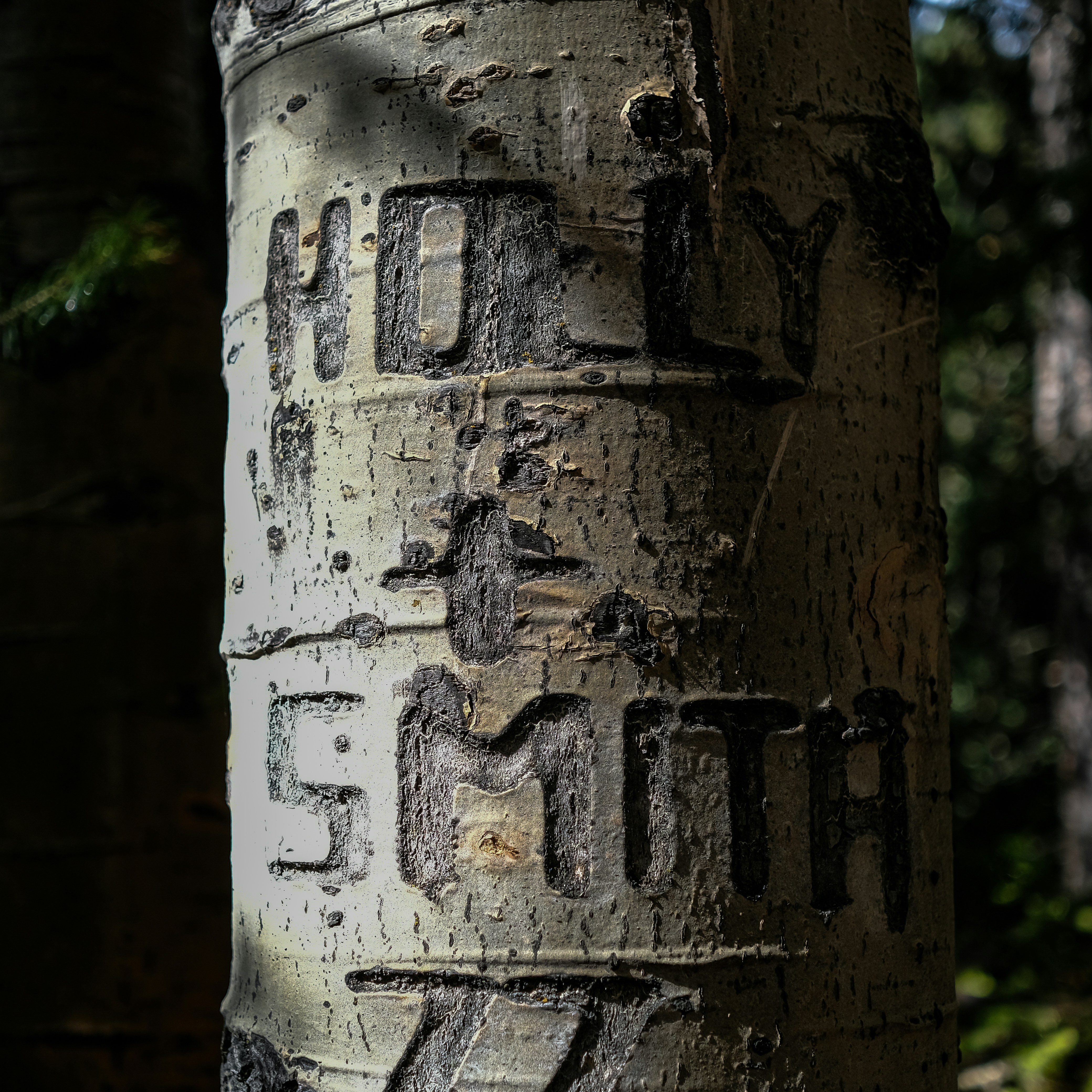 A close up of a tree trunk with writing on it photo – Free Building ...