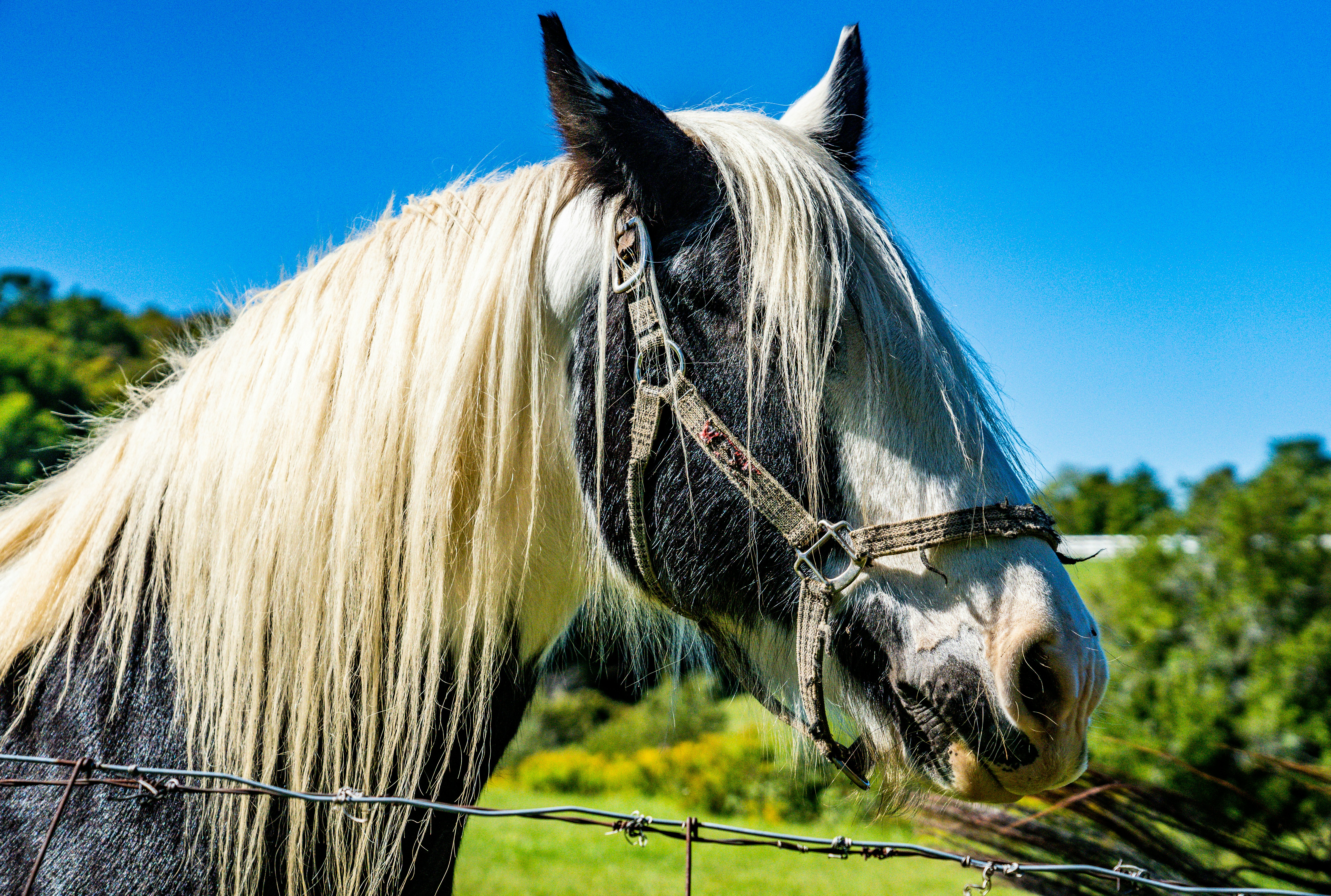 Silken Mane under Bright Blue: A Close Portrait of a Grey-Black Horse