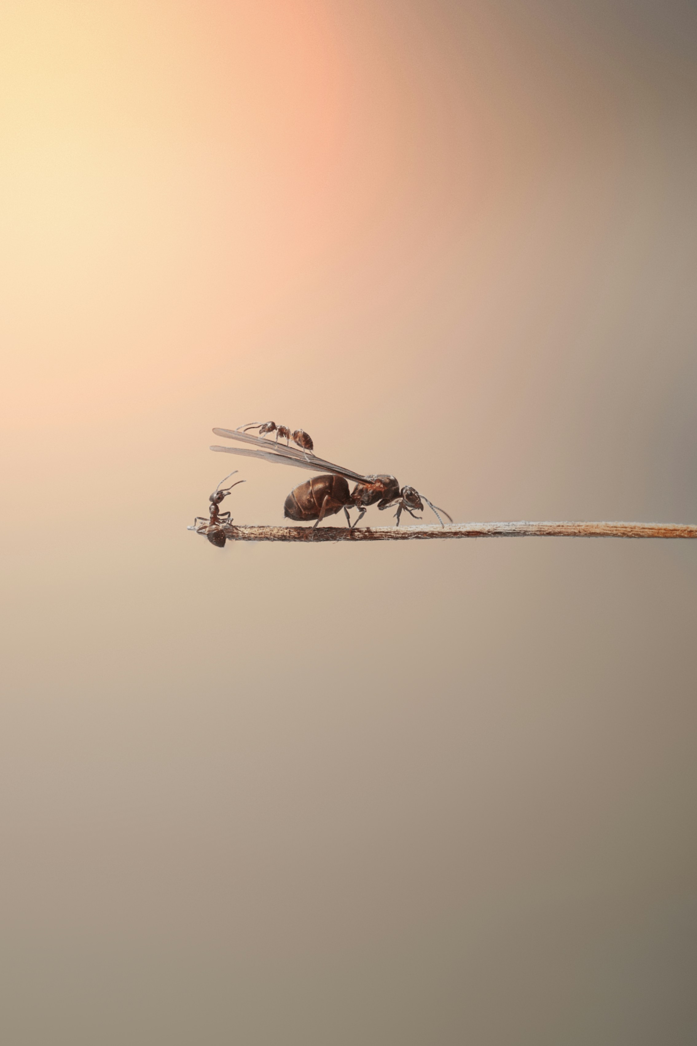 Winged Ants on a Bare Twig Against a Peach-Soft Backdrop