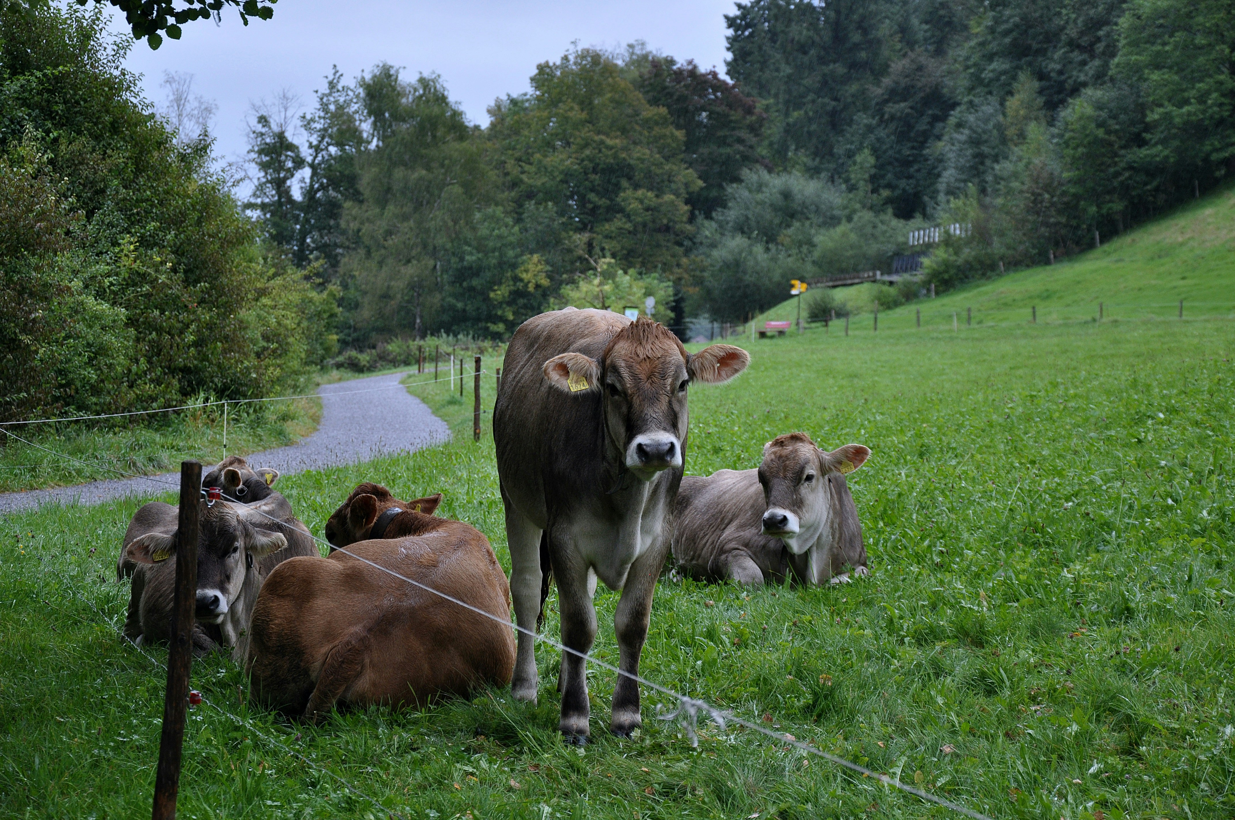 Center-Stage Cow: A Curious Gaze on a Lush Pasture Path