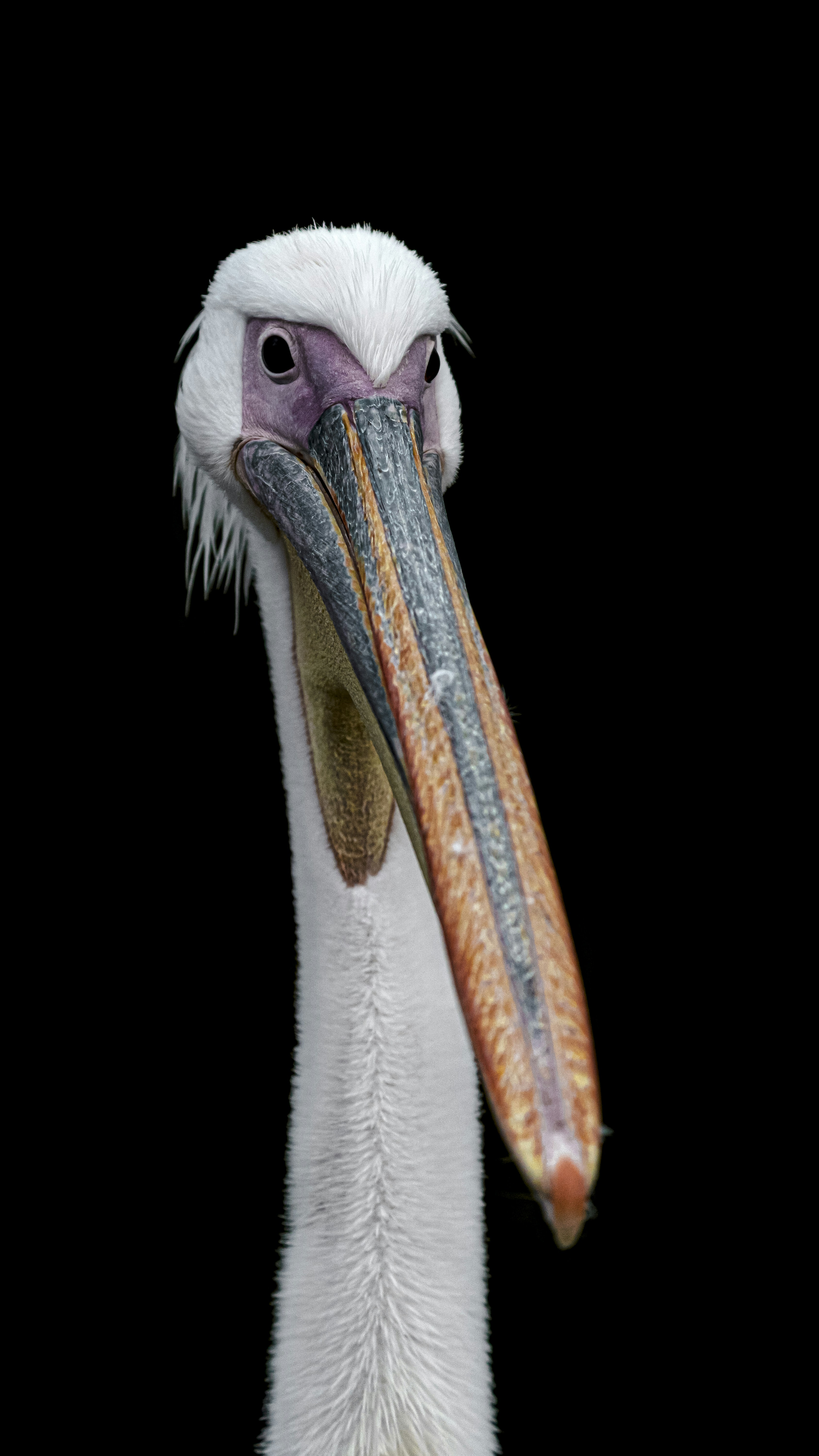 Pelican Portrait: Close-Up of Feathered Gaze and Weathered Beak in Velvet Black