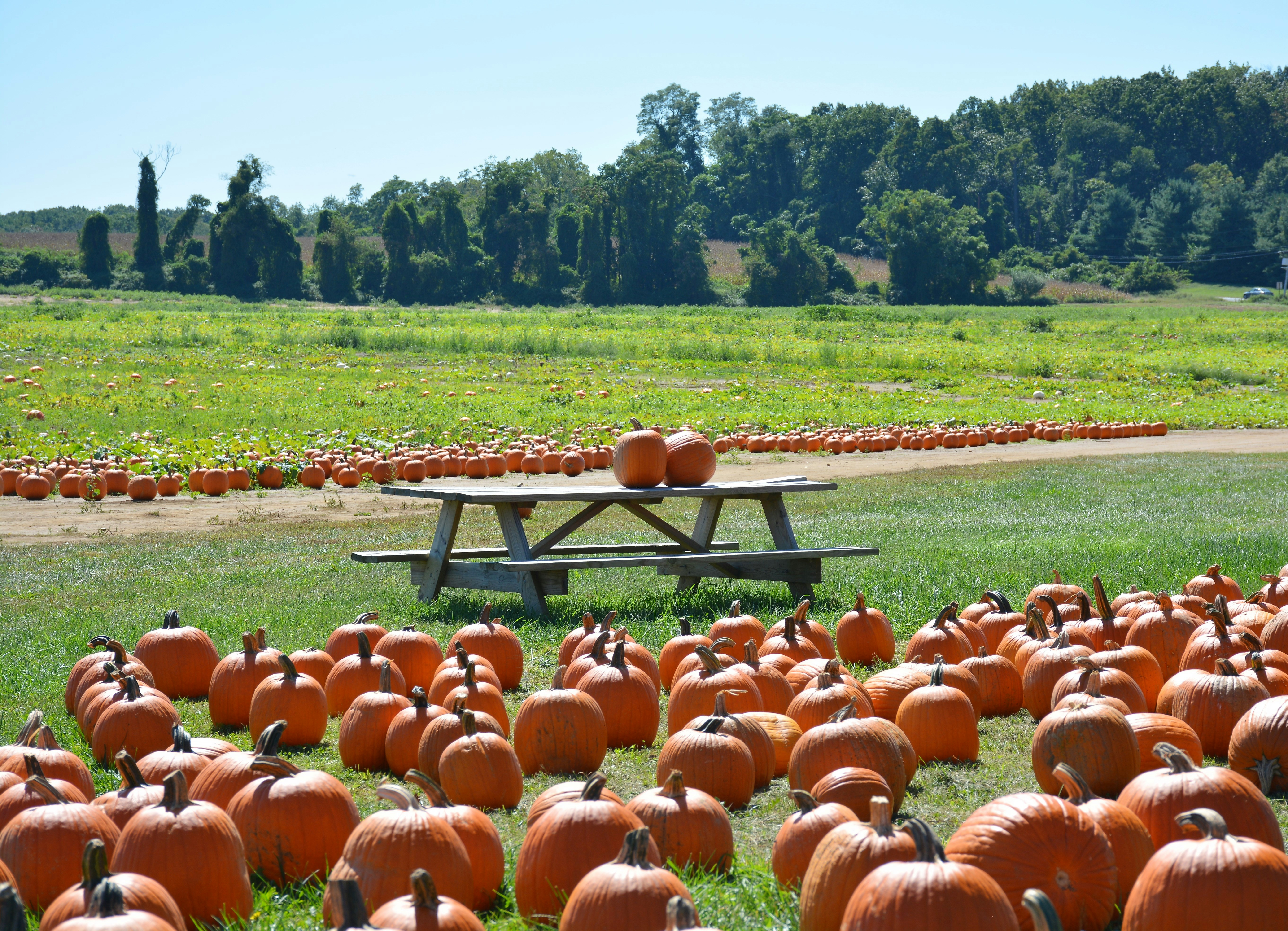 Harvest Patch: A Lone Picnic Table Anchors a Sea of Pumpkins
