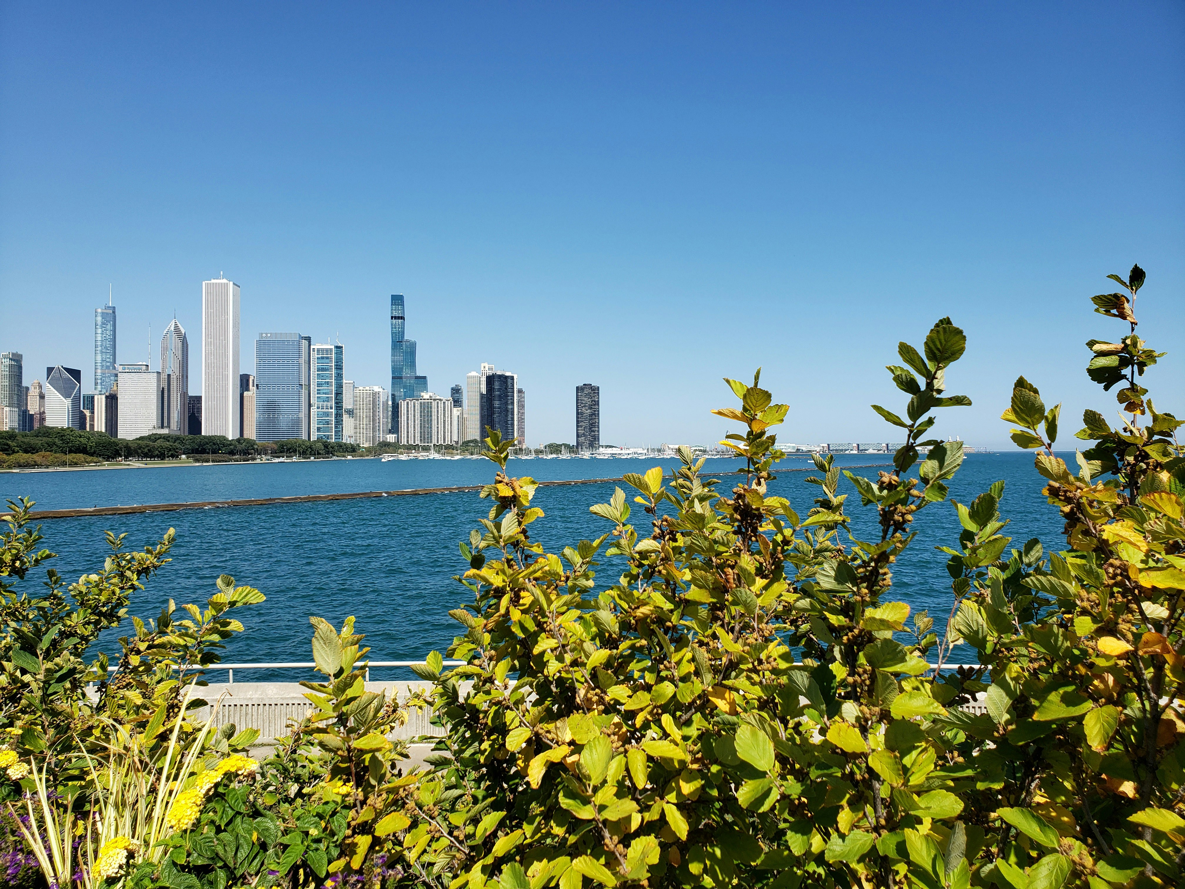 Horizon in Green: Cityscape Framed by Coastal Foliage