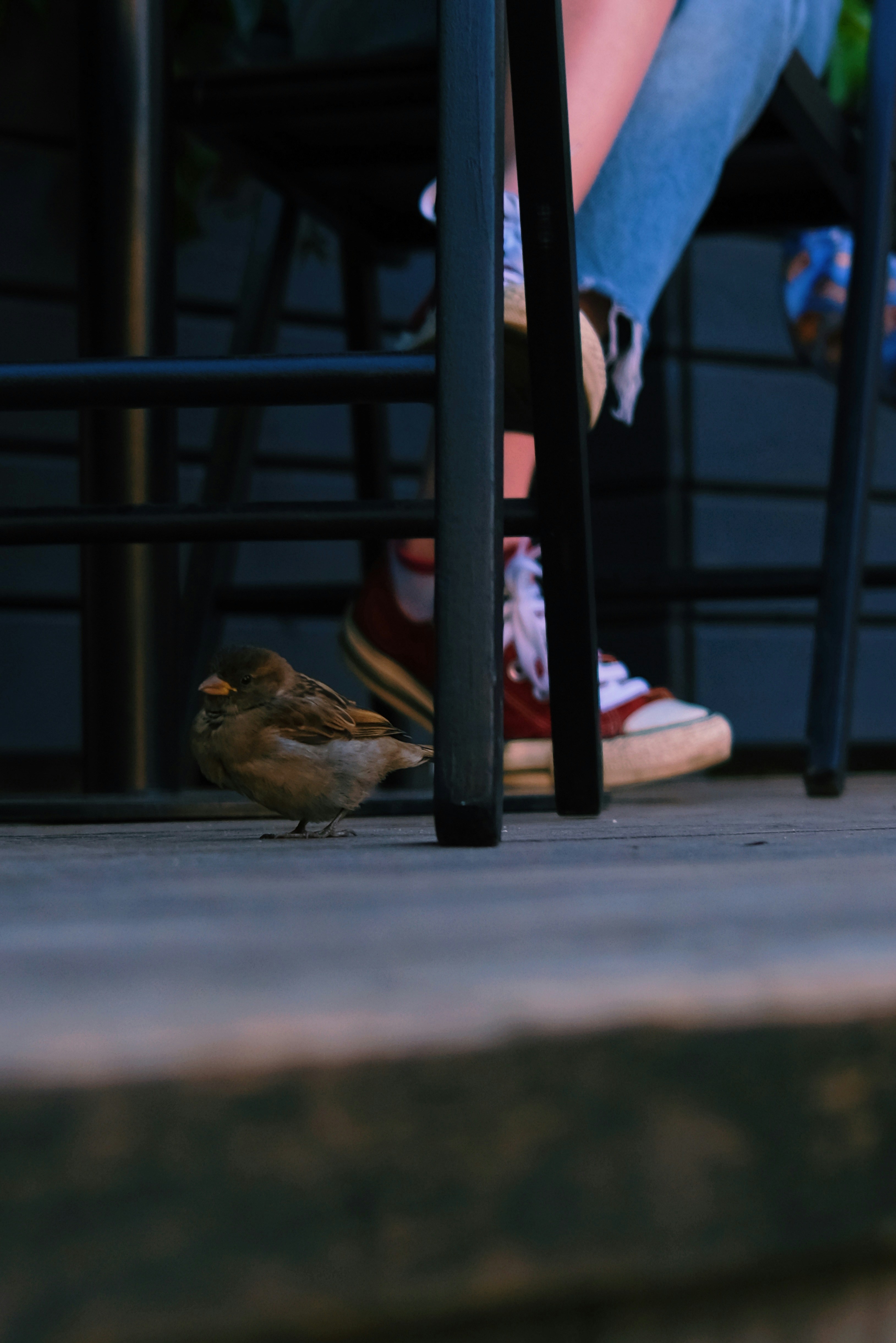 Sparrow Beneath Outdoor Seating: A Quiet Moment by Red Sneakers