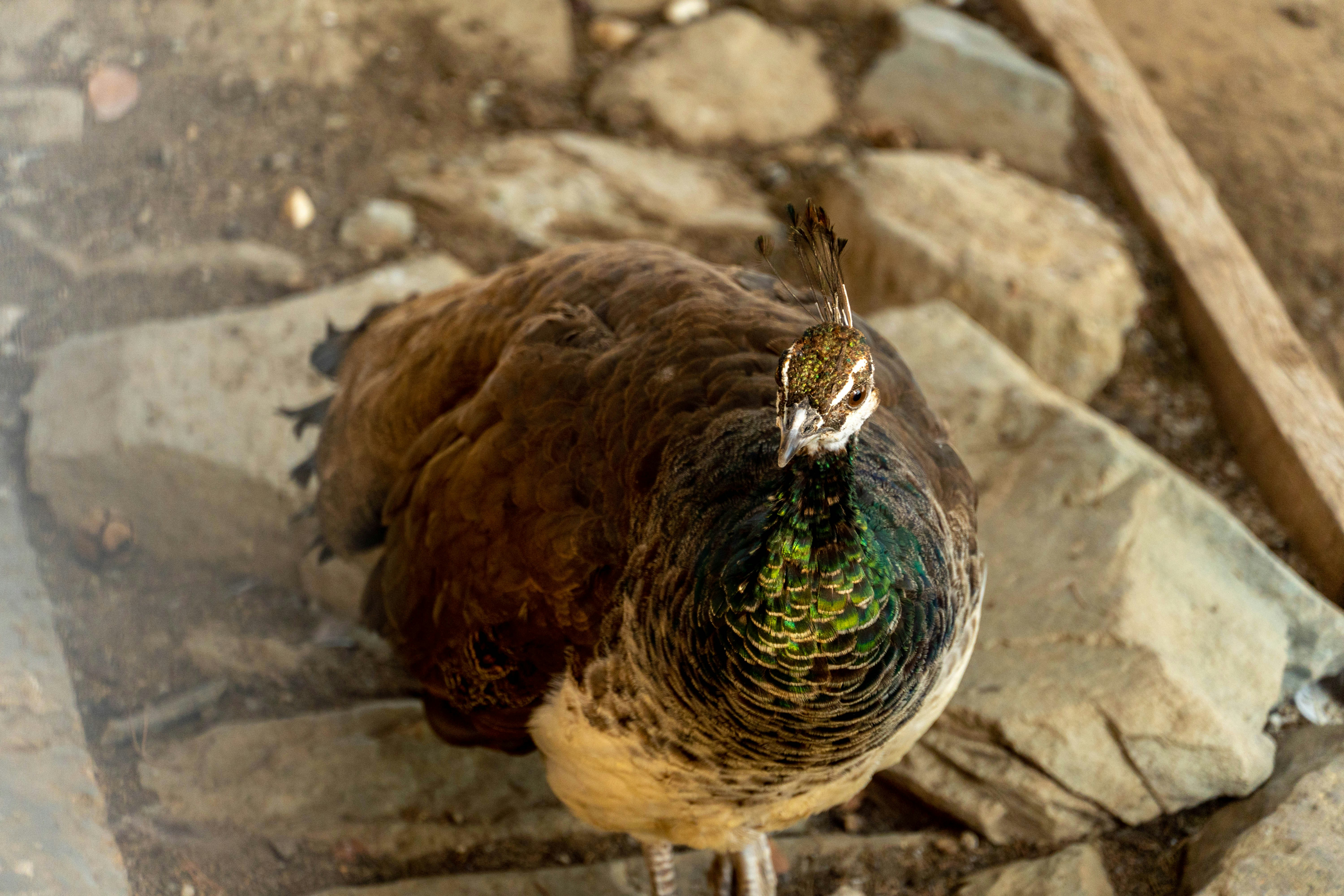 a close up of a bird on a rocky ground