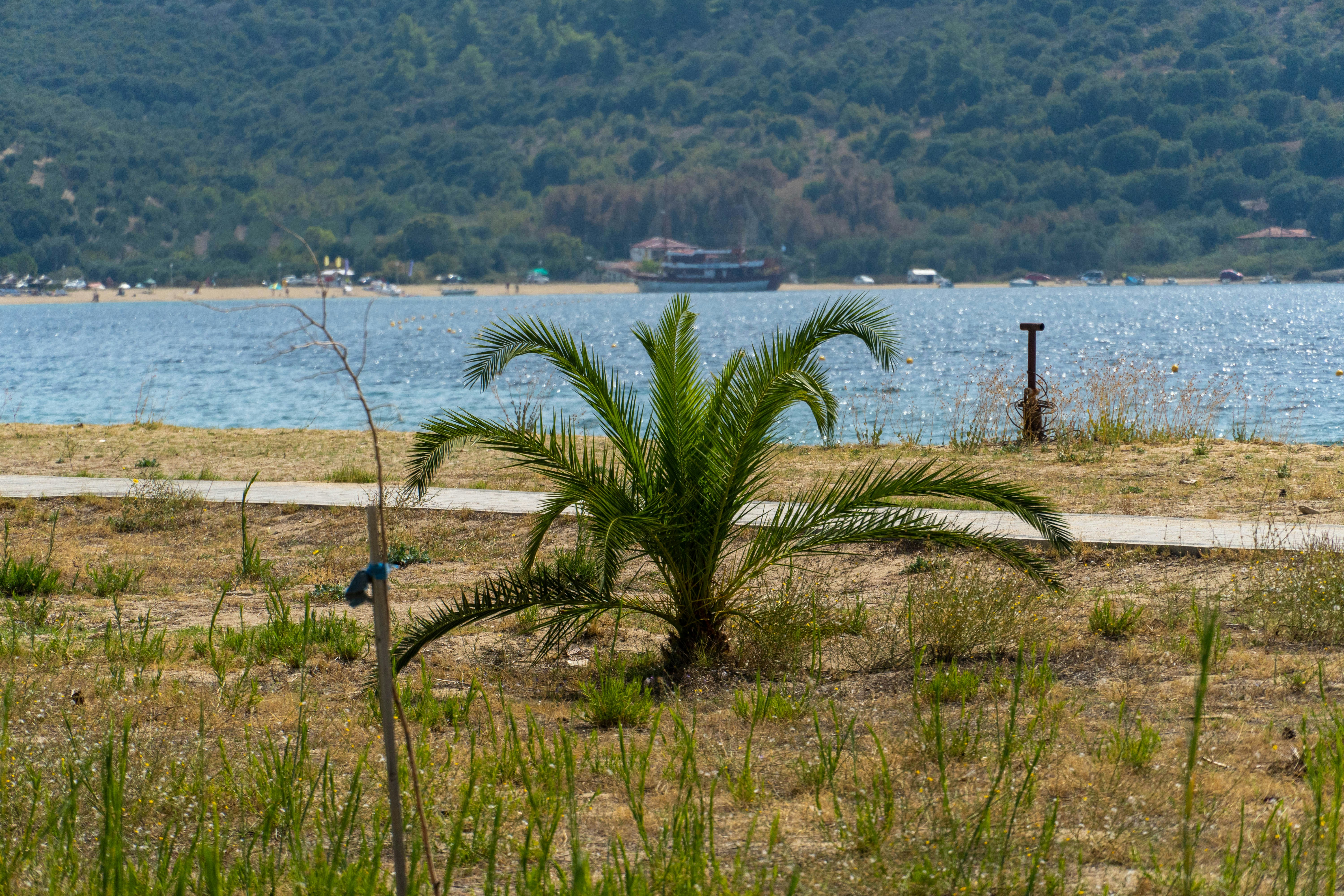 a lone palm tree in a field next to a body of water
