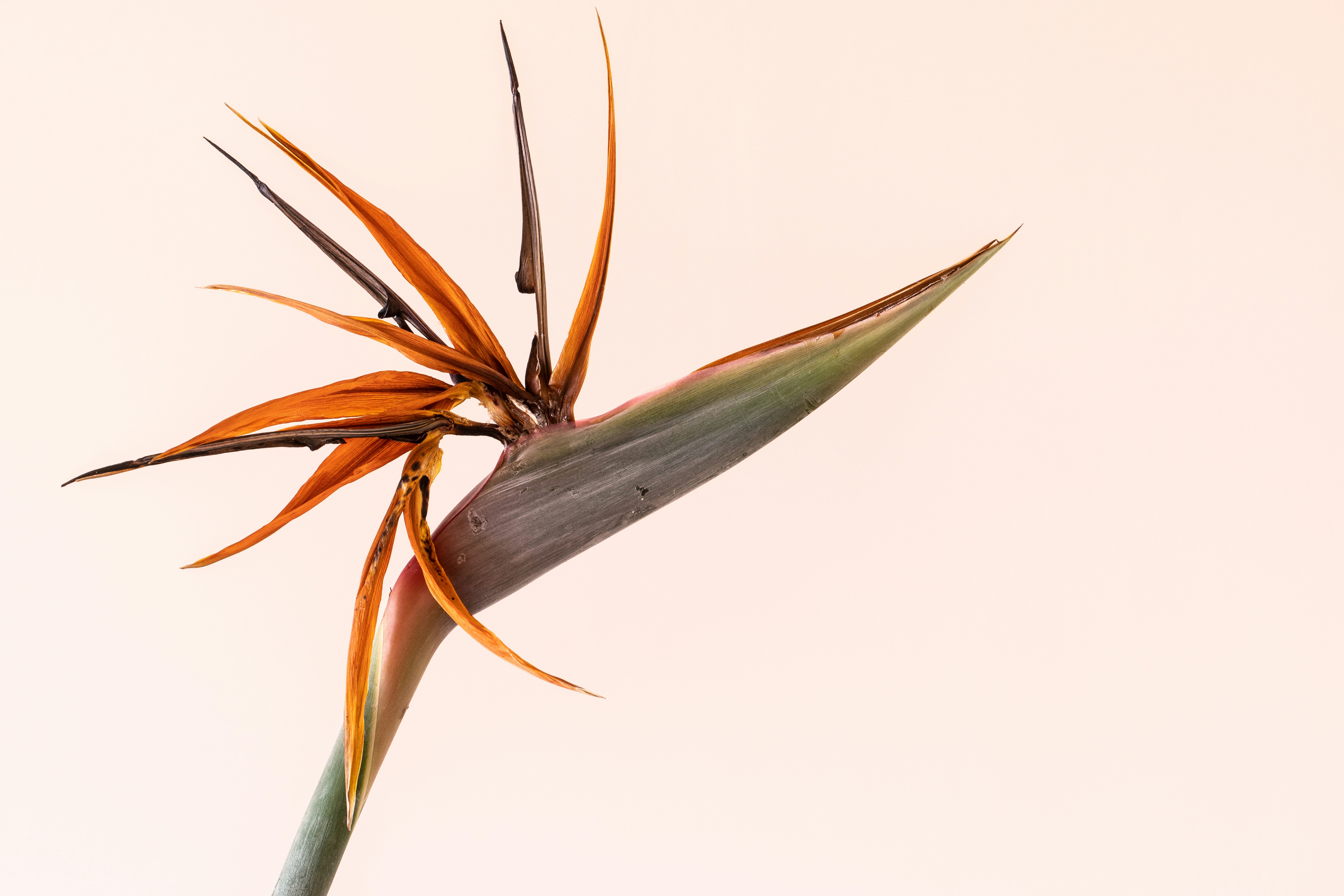 The Elegance of Nature's Design